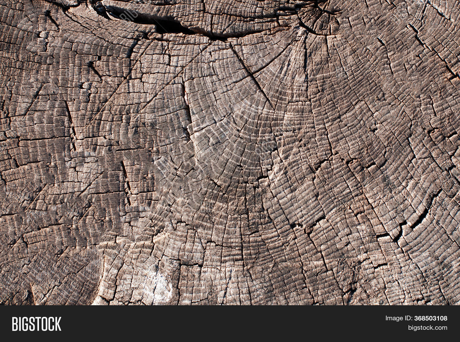Old Wooden Tree Cut Image & Photo (Free Trial) | Bigstock