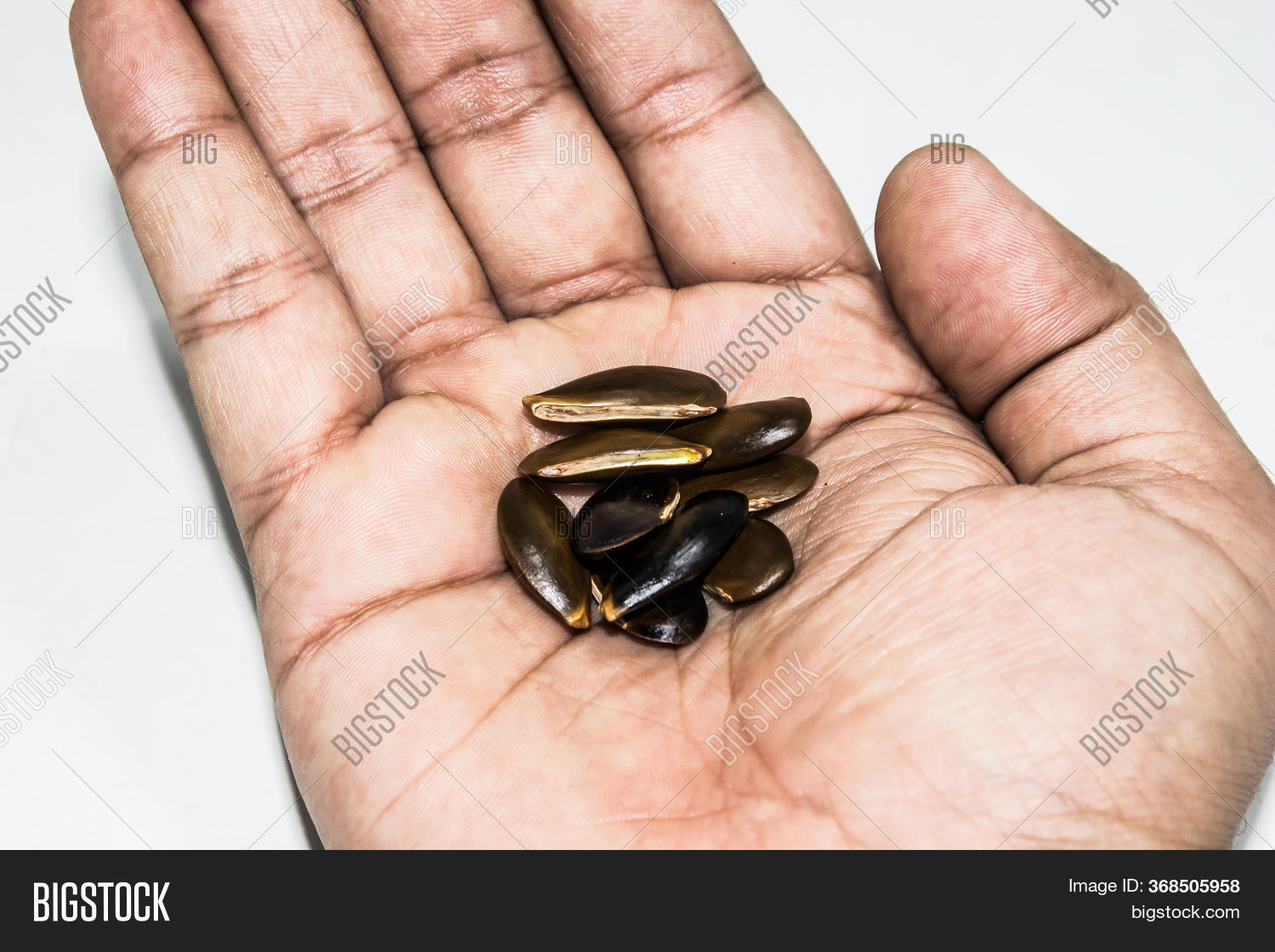 Picture Chikoo Seeds Image & Photo (Free Trial) | Bigstock