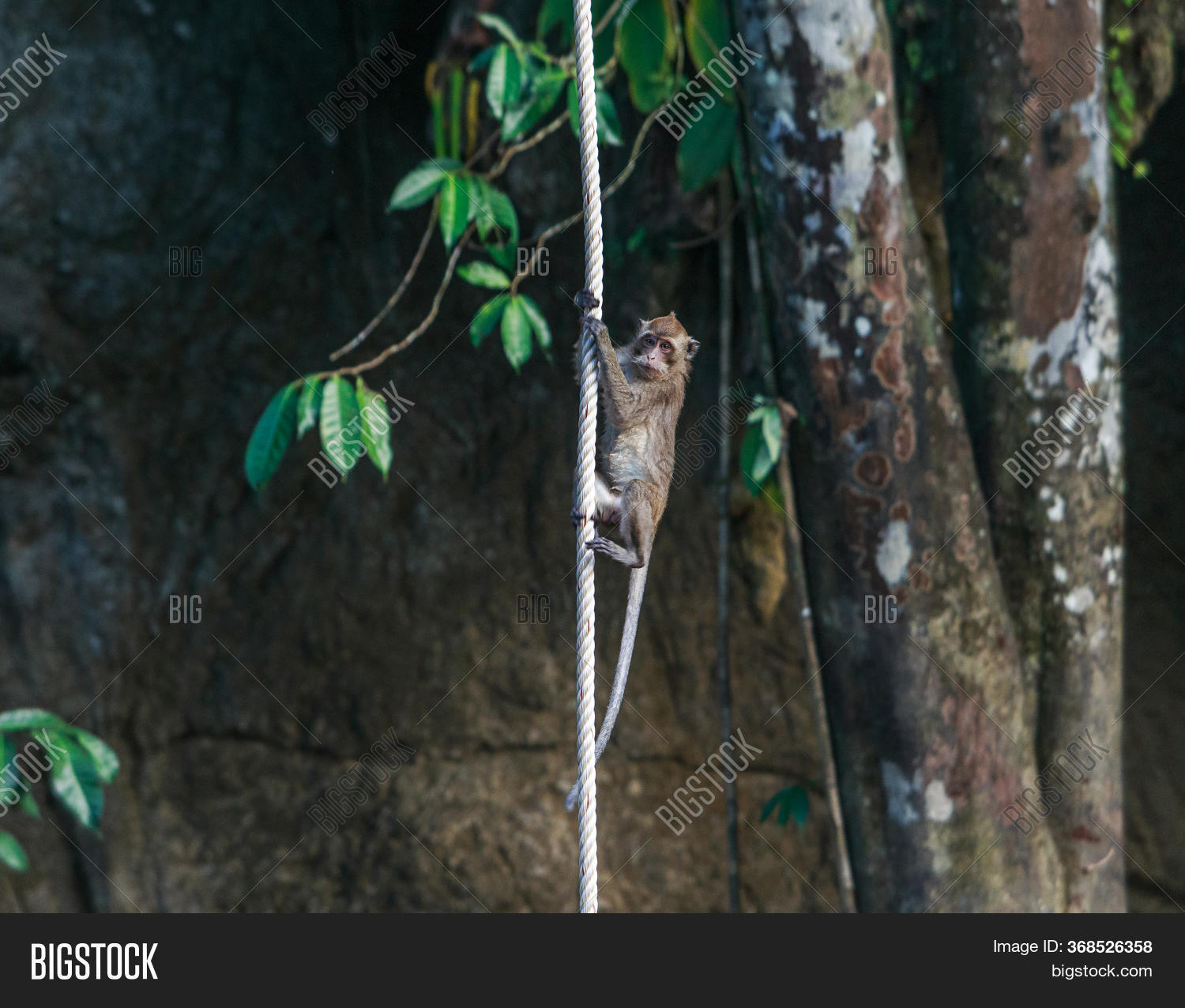 Monkey Hanging On Rope Image & Photo (Free Trial) | Bigstock
