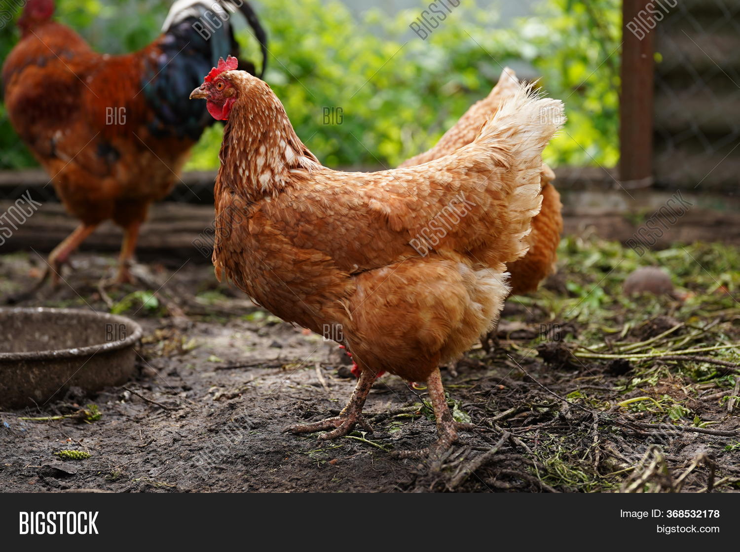 Chicken Standing On Image & Photo (Free Trial) | Bigstock