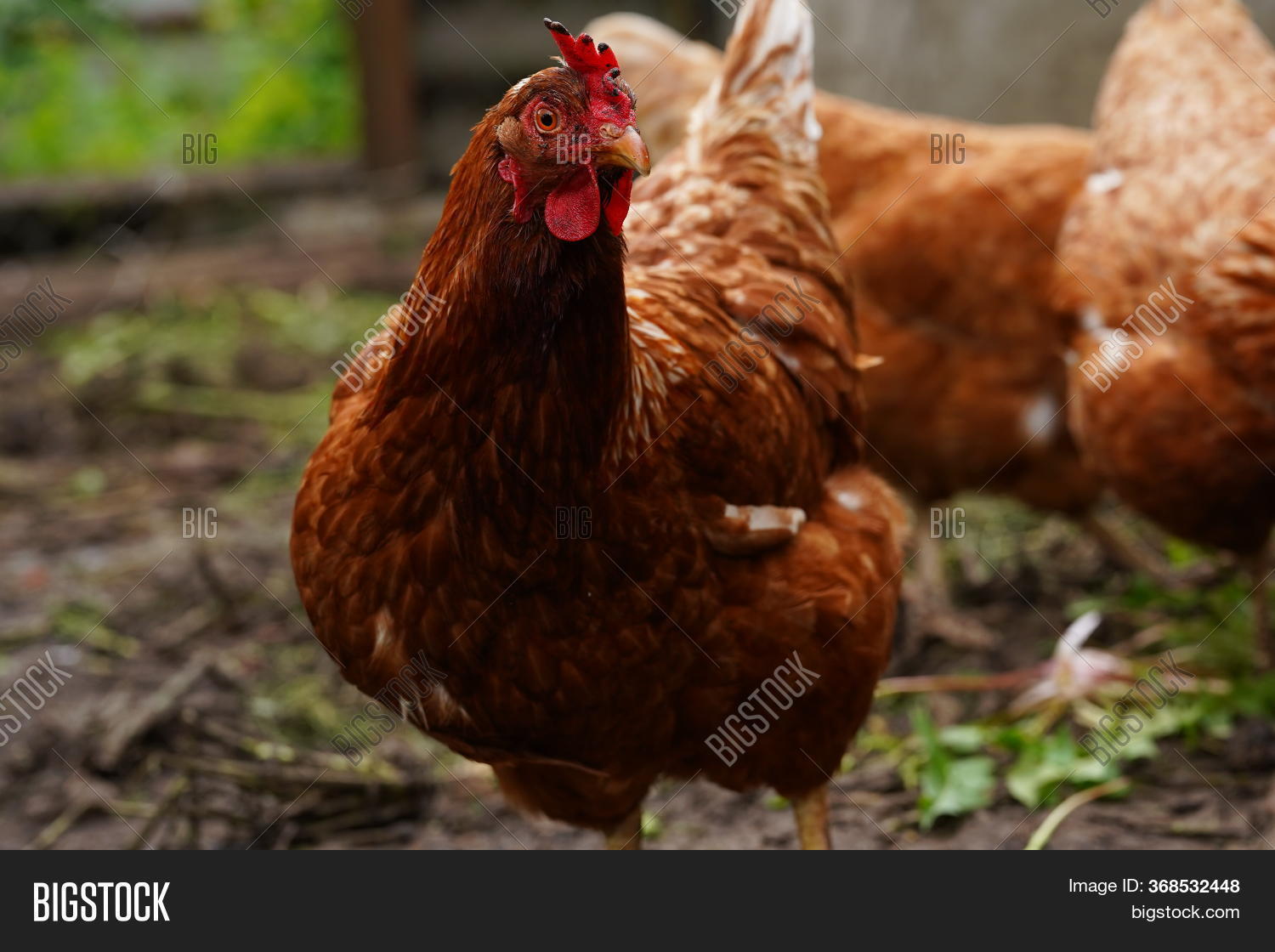 Chicken Standing On Image & Photo (Free Trial) | Bigstock