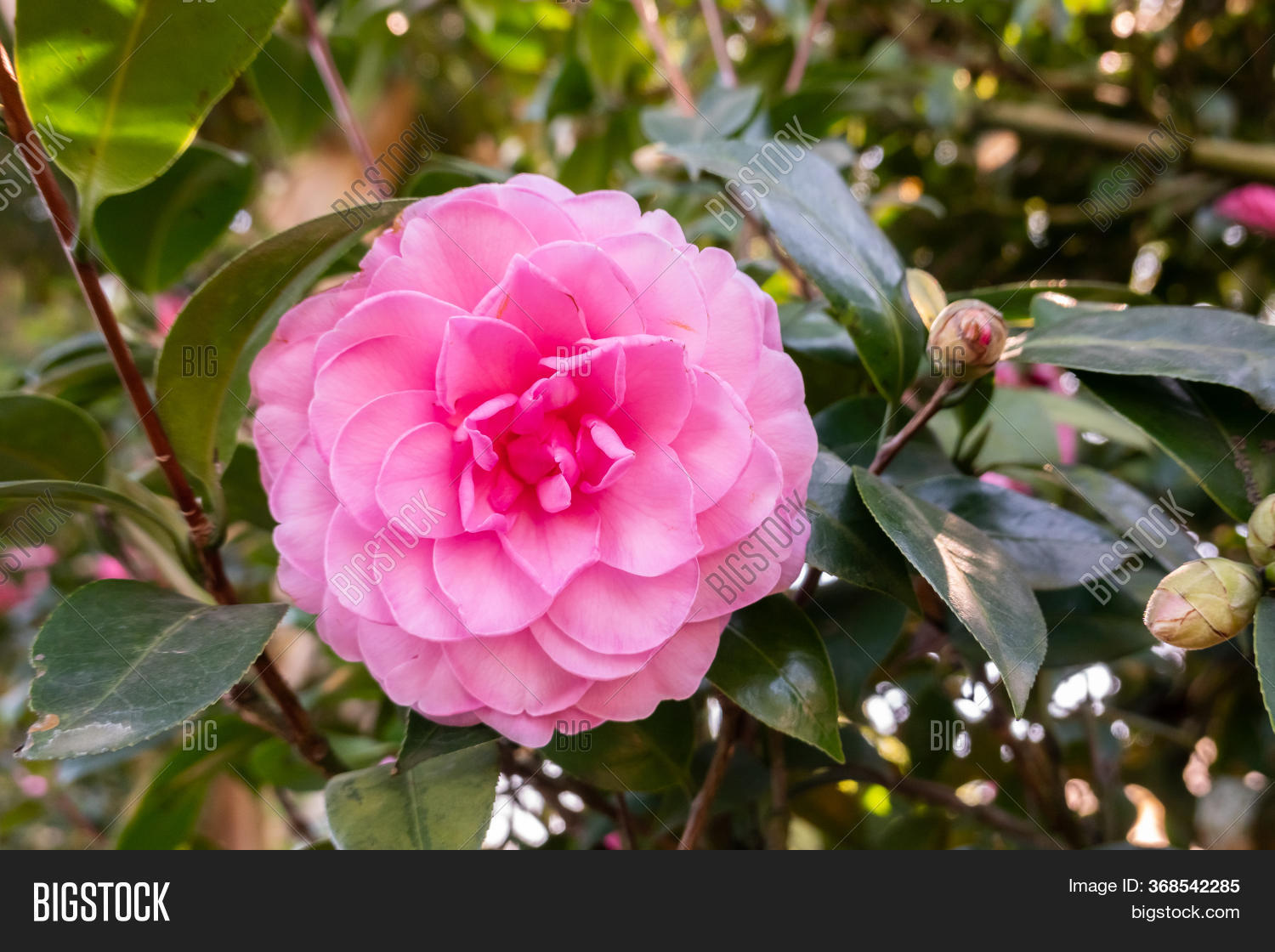 Pink Camellia Flowers Image & Photo (Free Trial) | Bigstock