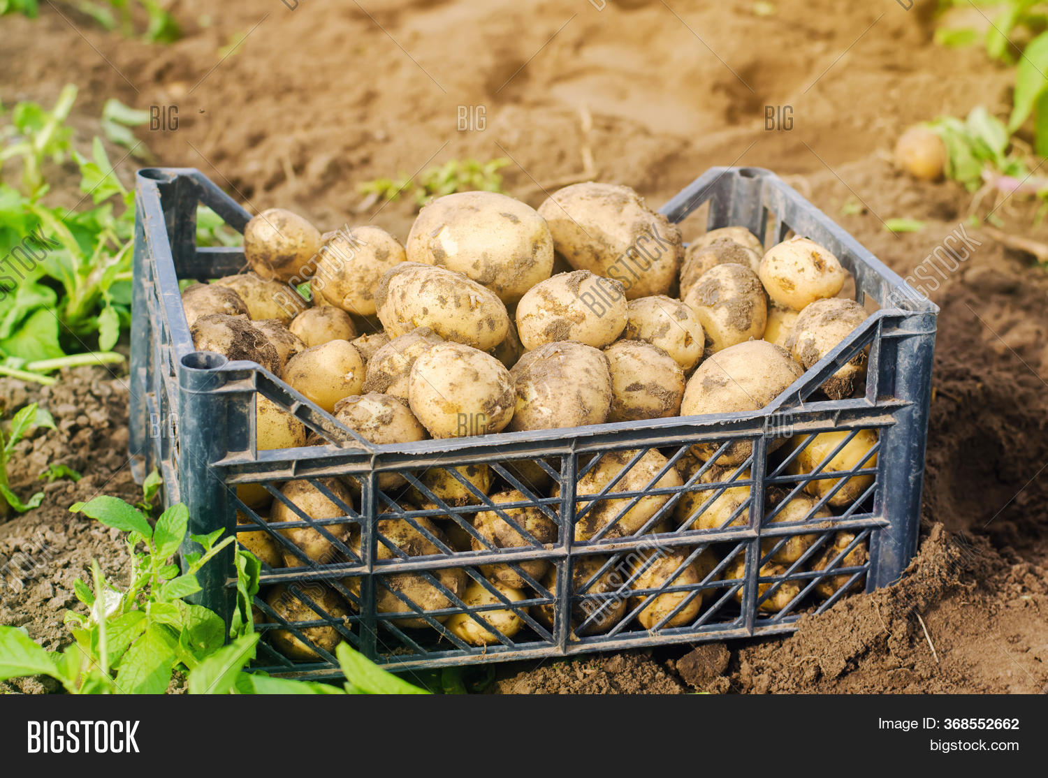 Box Freshly Picked Image & Photo (Free Trial) | Bigstock
