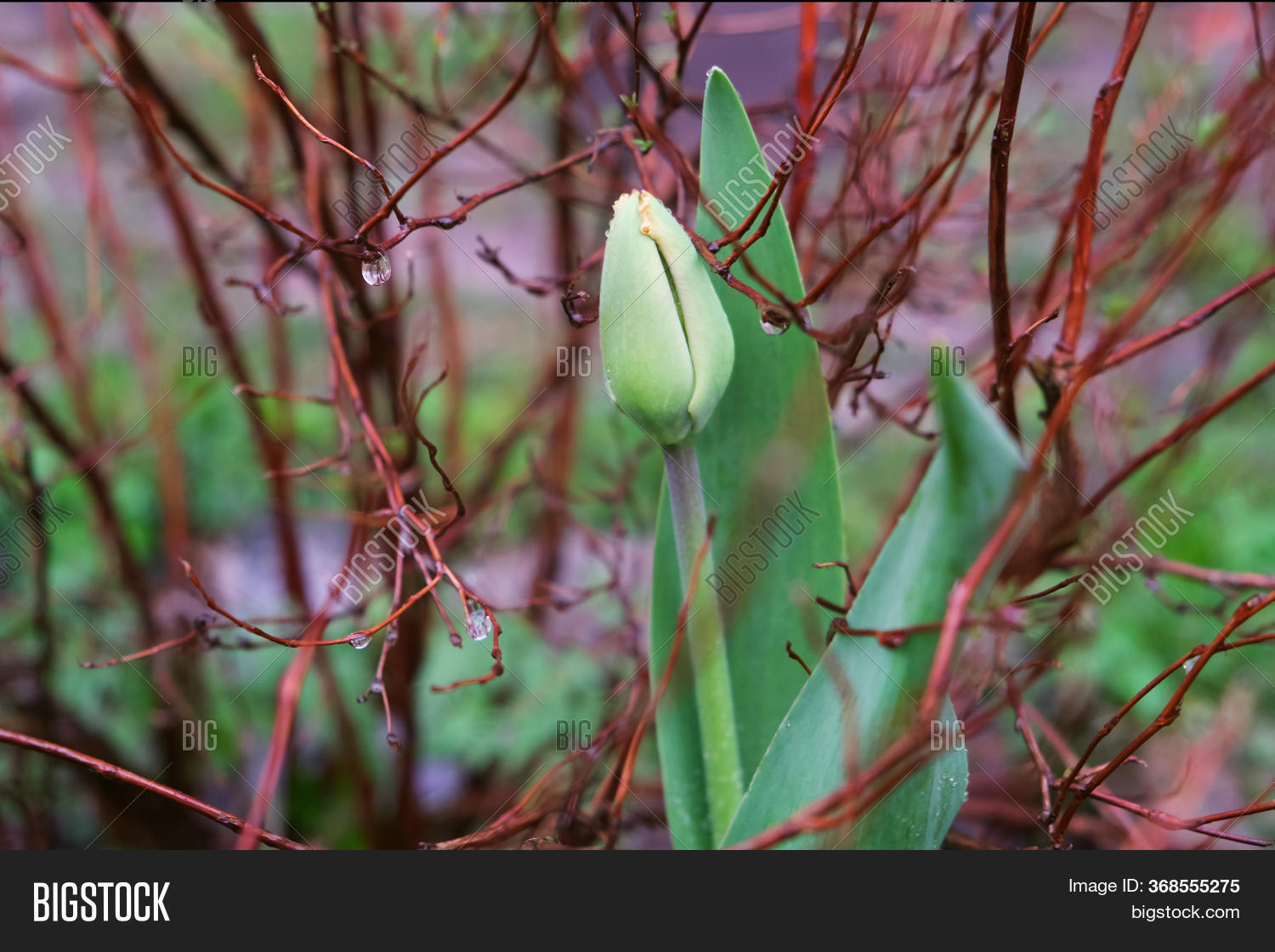 Undeveloped Tulip Bud Image & Photo (Free Trial) | Bigstock