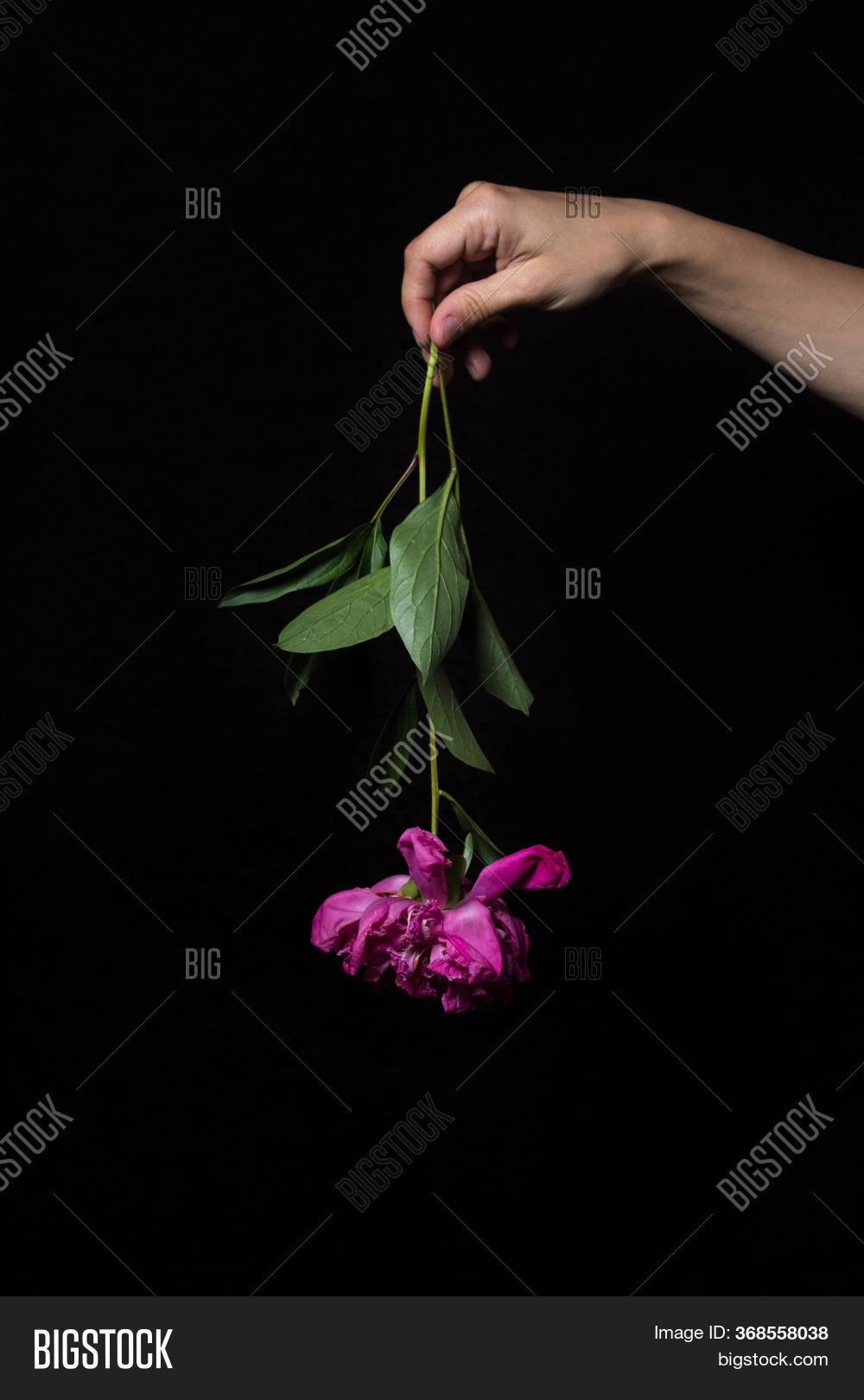 Concept Wilting Nature Image & Photo (Free Trial) | Bigstock