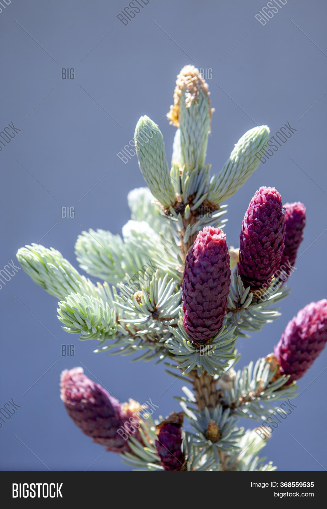 Image Fir Tree Forest Image & Photo (Free Trial) | Bigstock