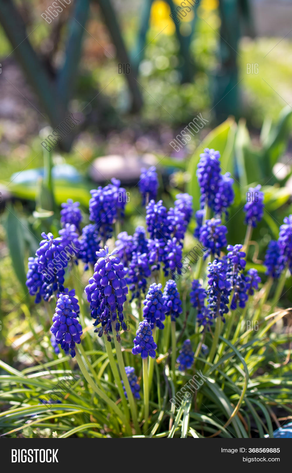 First Spring Flowers Image & Photo (Free Trial) | Bigstock