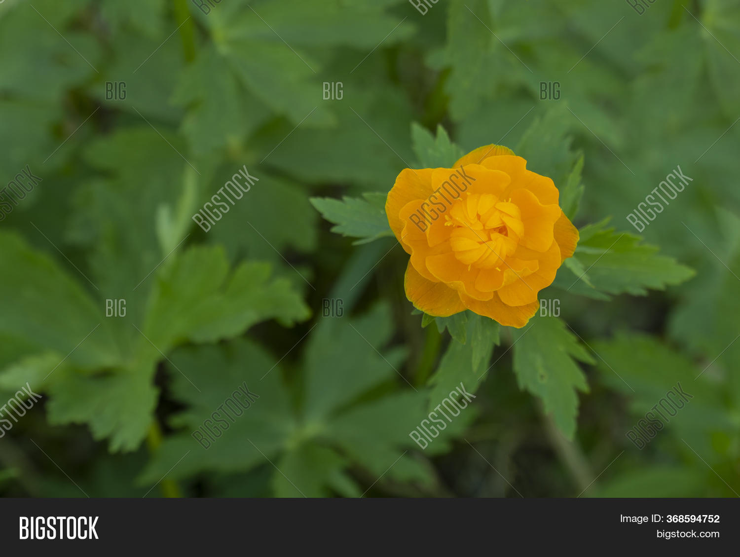 Trollius Europaeus, Image & Photo (Free Trial) | Bigstock