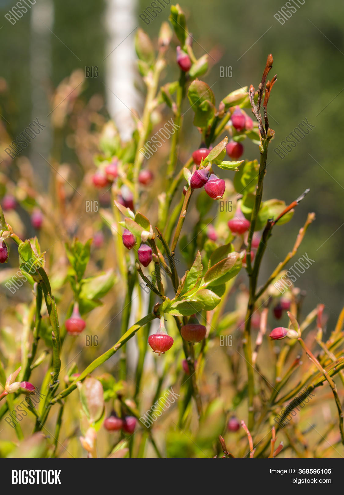 Blueberry Bushes Young Image & Photo (Free Trial) | Bigstock
