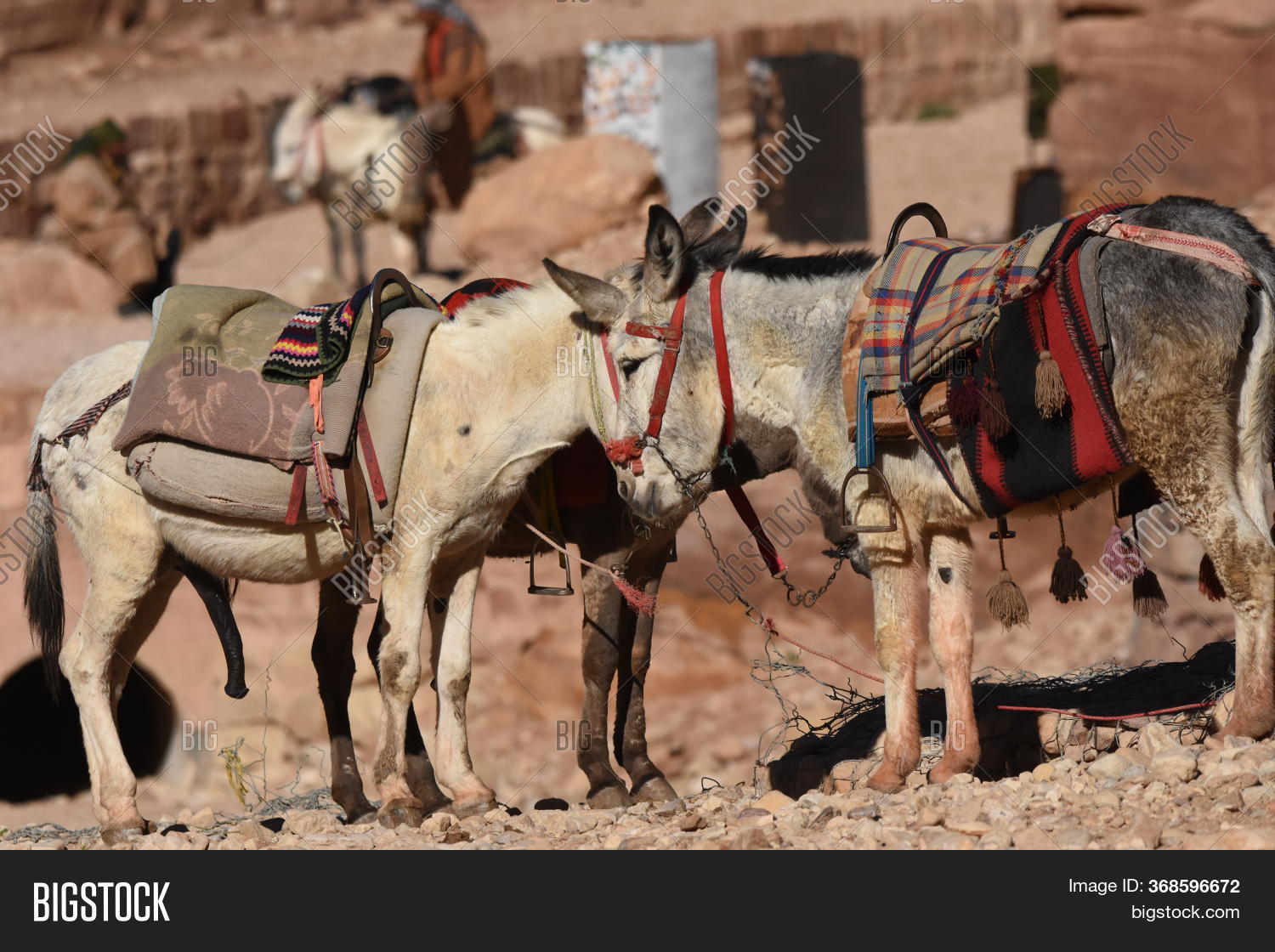 Donkeys Working Image & Photo (Free Trial) | Bigstock