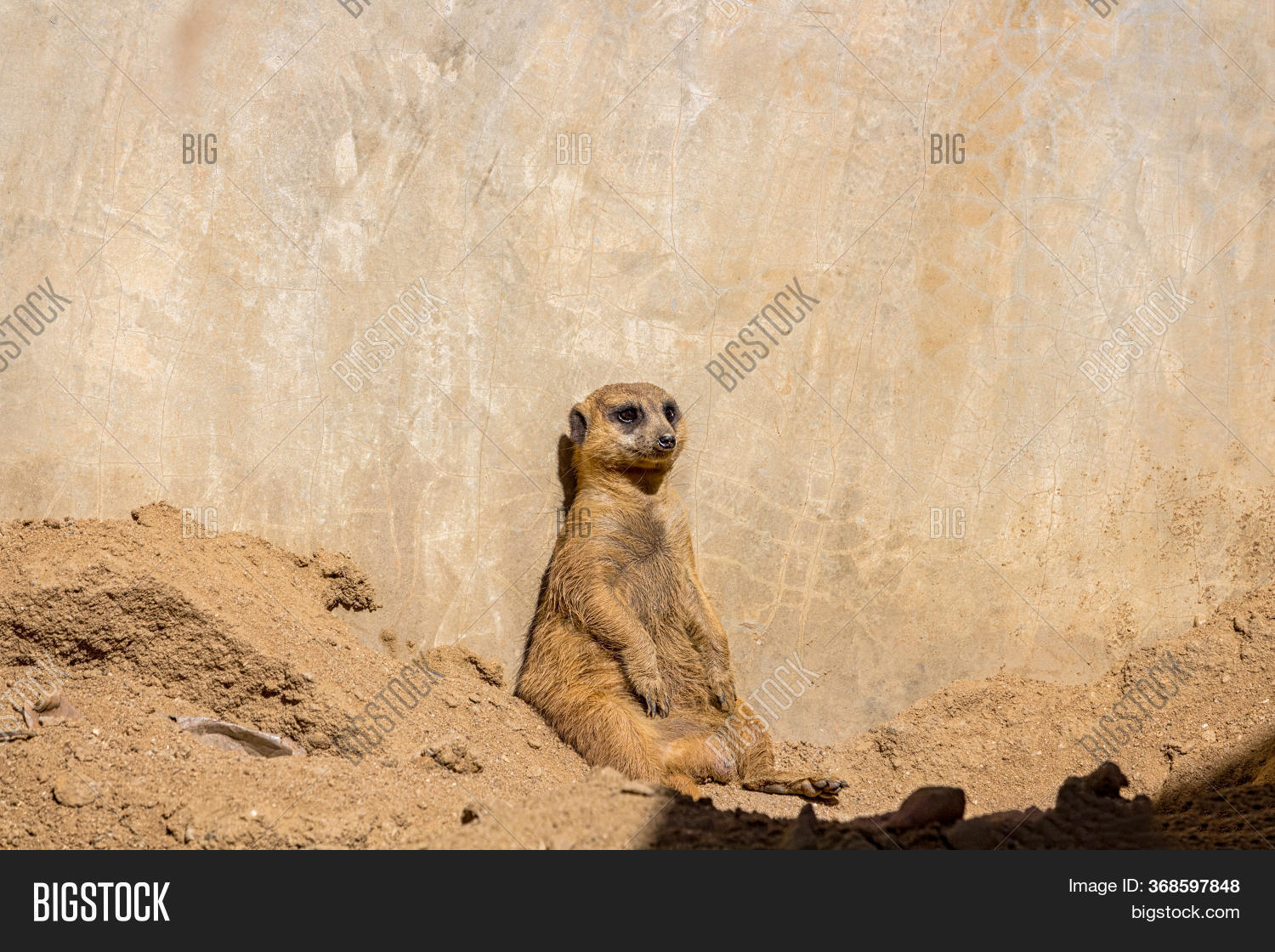 Meerkat Sitting Image & Photo (Free Trial) | Bigstock
