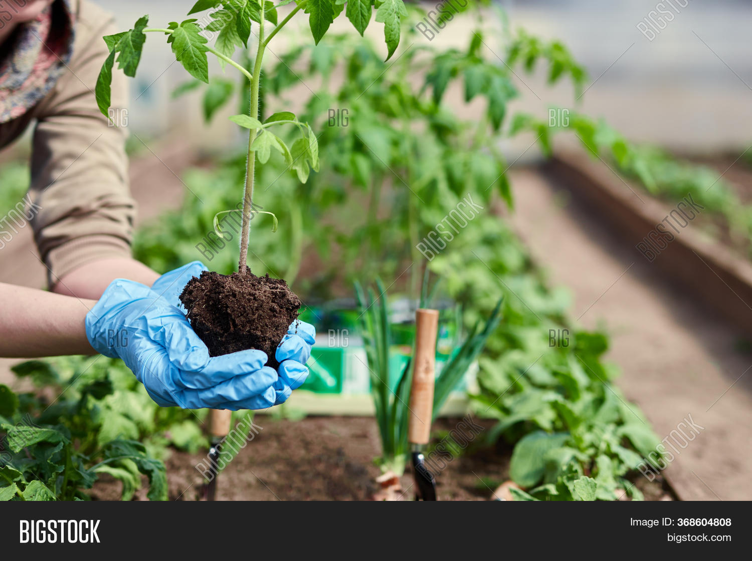 Gardeners Hands Image & Photo (Free Trial) | Bigstock