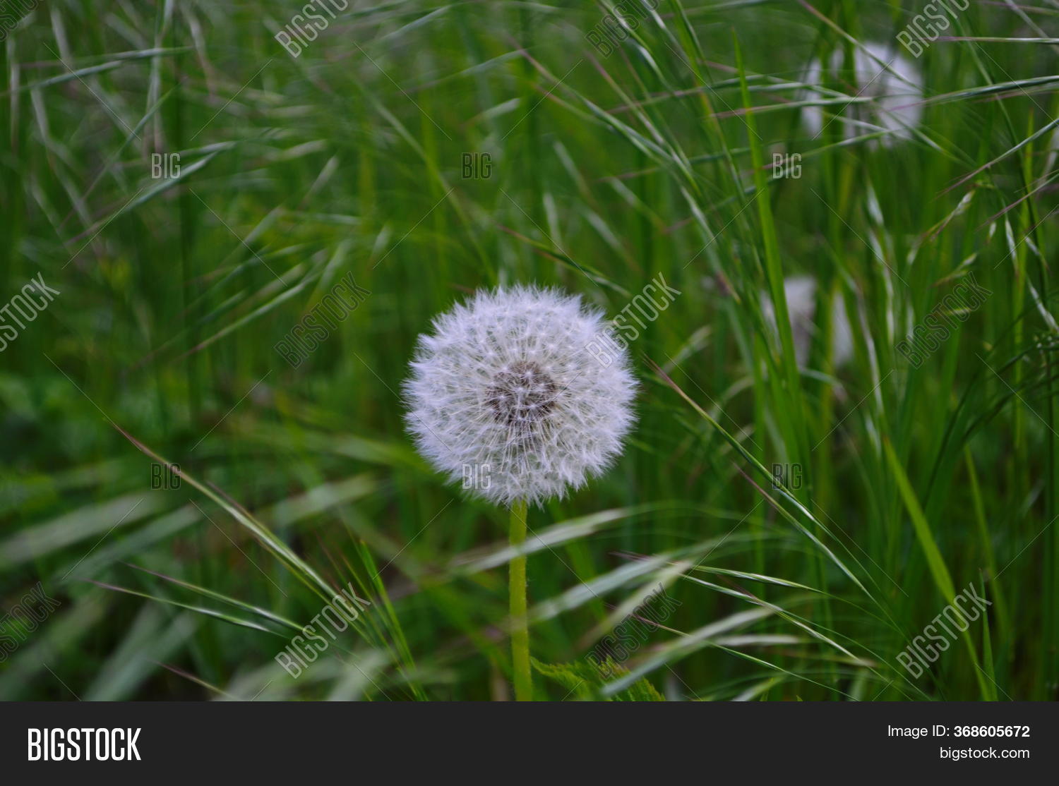 Drooping Brome Cheat Image & Photo (Free Trial) | Bigstock