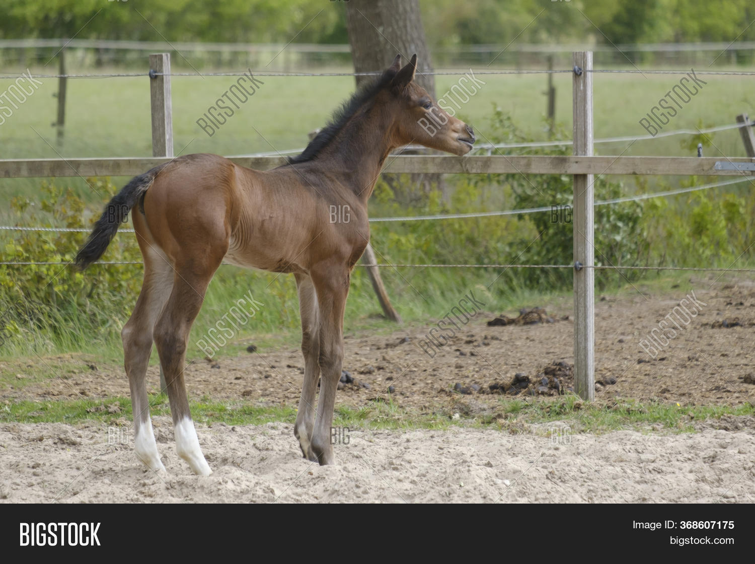 Little Brown Foal, Image & Photo (Free Trial) | Bigstock