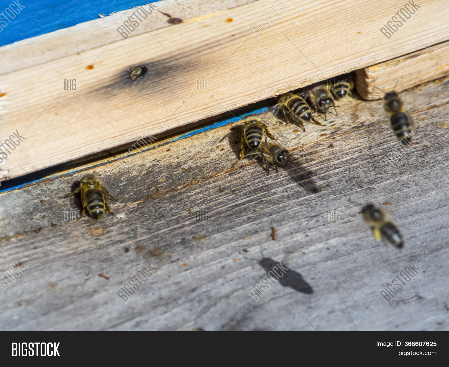 Close Bees Working Image & Photo (Free Trial) | Bigstock