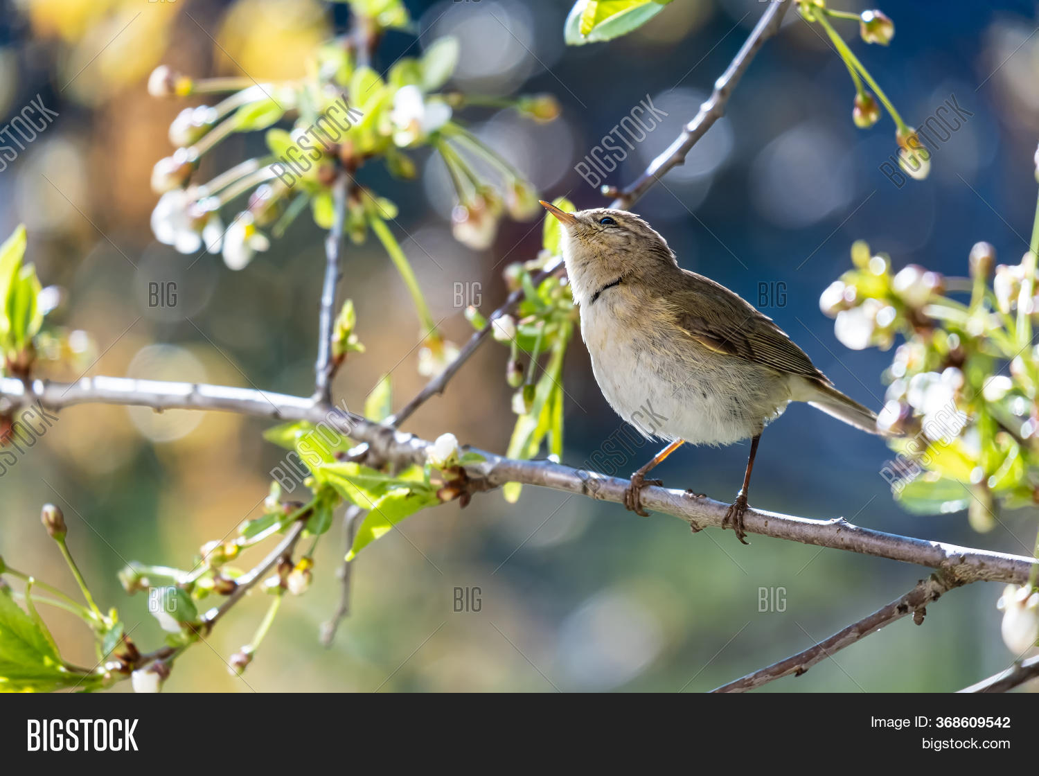 Little Curious Bird Image & Photo (Free Trial) | Bigstock