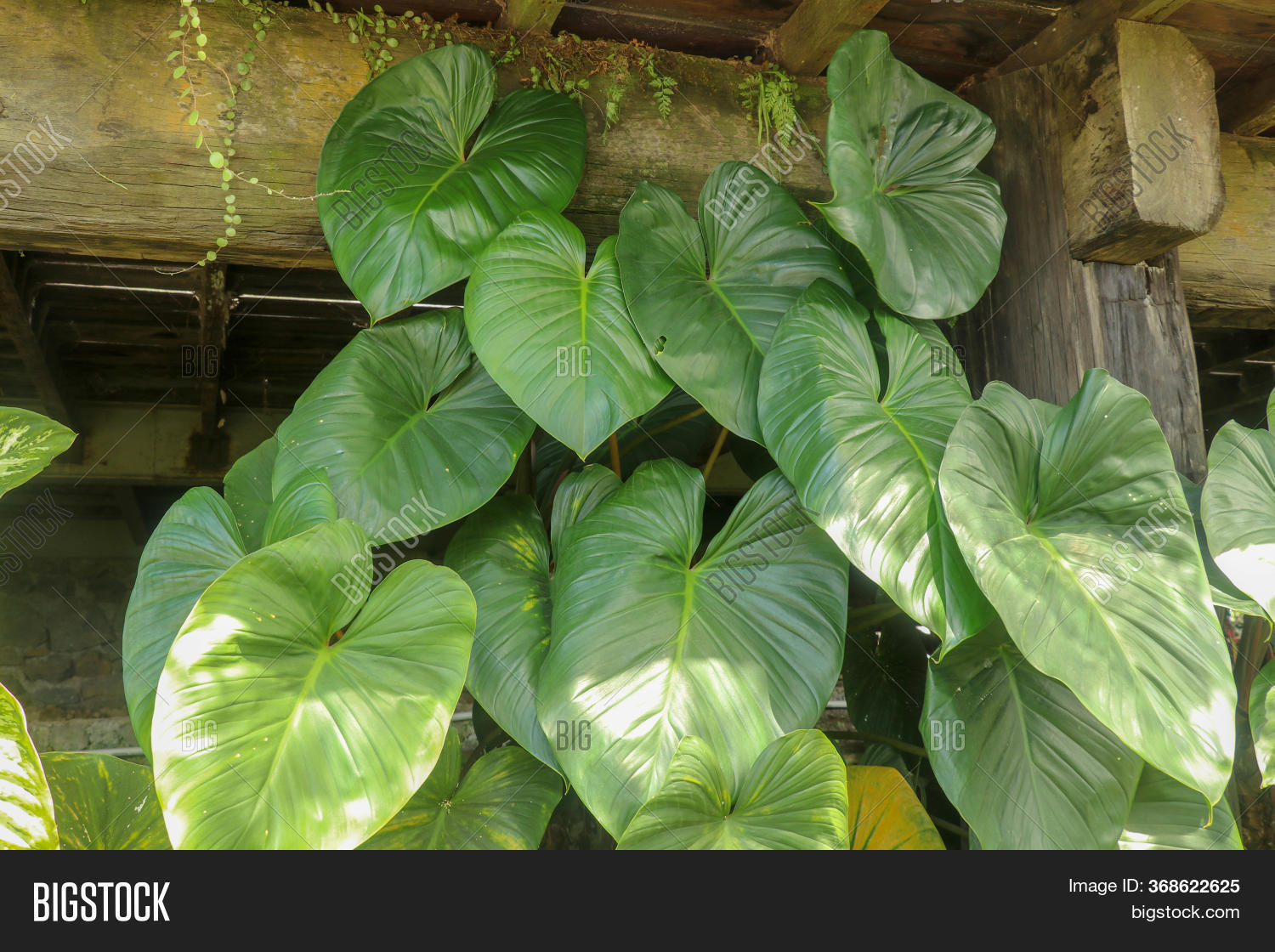 Tropical Anthurium Image & Photo (Free Trial) | Bigstock