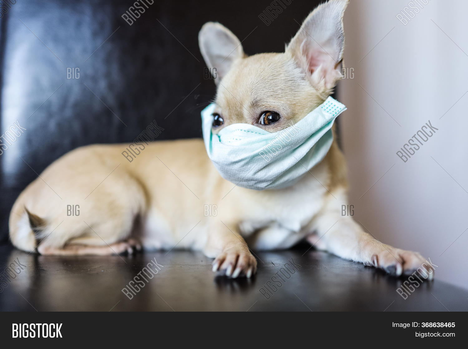 Sick Mini Chihuahua Image & Photo (Free Trial) | Bigstock