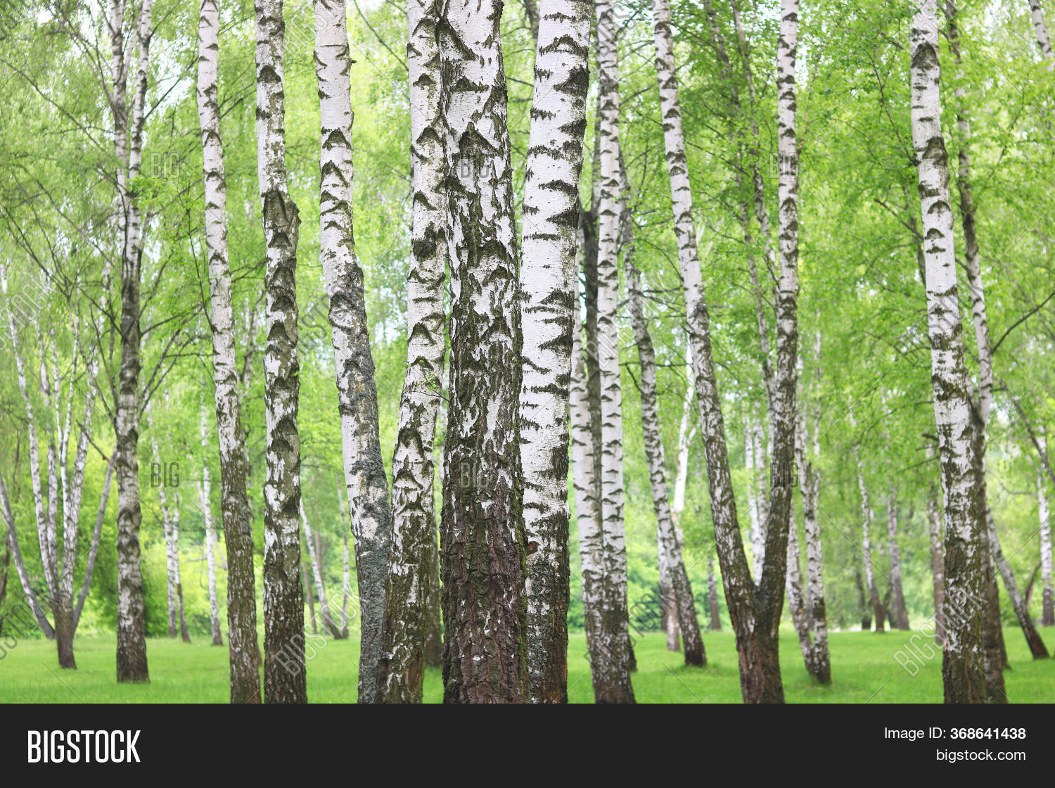 Beautiful Birch Trees Image & Photo (Free Trial) | Bigstock