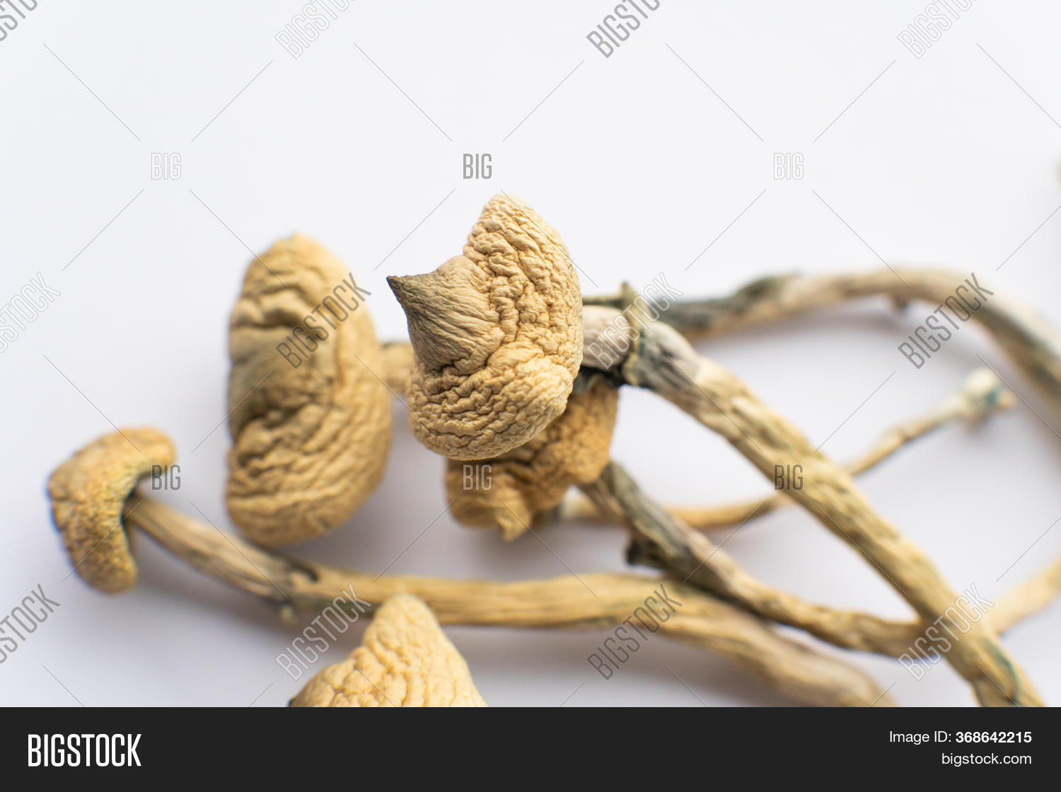 Dry Psilocybe Cubensis Image & Photo (Free Trial) | Bigstock