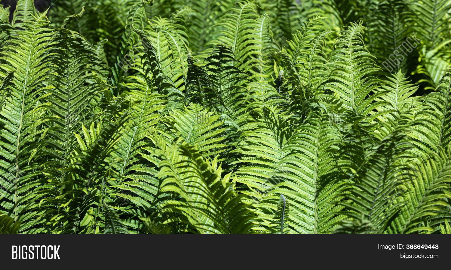 Natural Floral Fern Image & Photo (Free Trial) | Bigstock