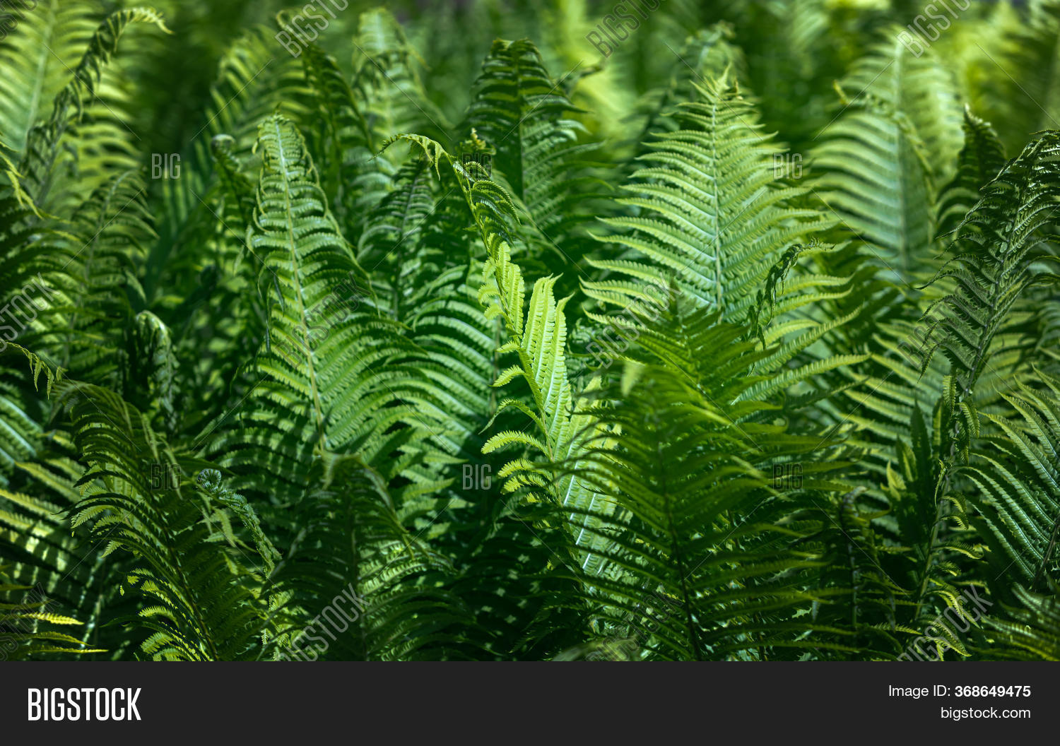 Natural Floral Fern Image & Photo (Free Trial) | Bigstock