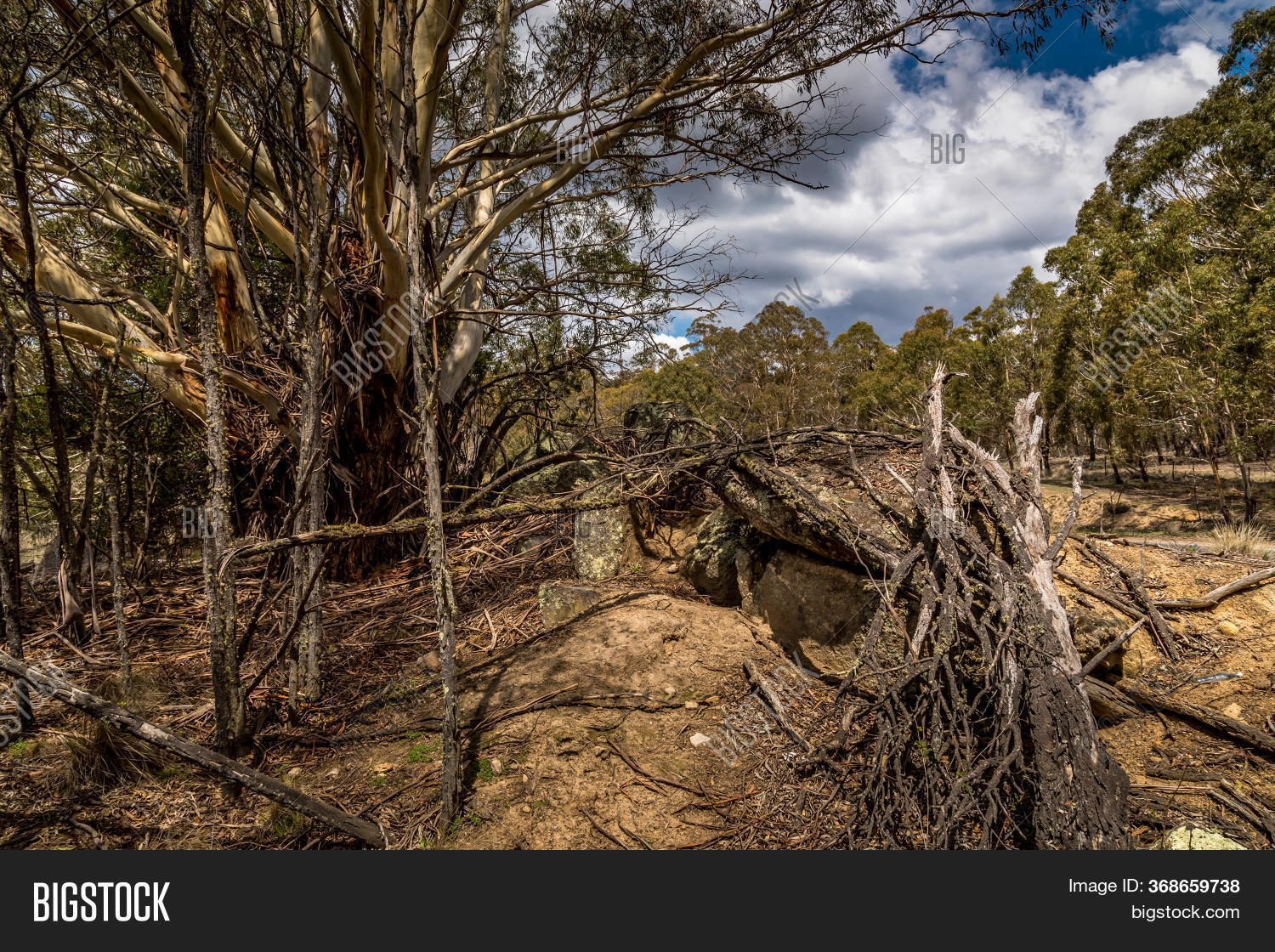 Forest Beautiful Old Image & Photo (Free Trial) | Bigstock