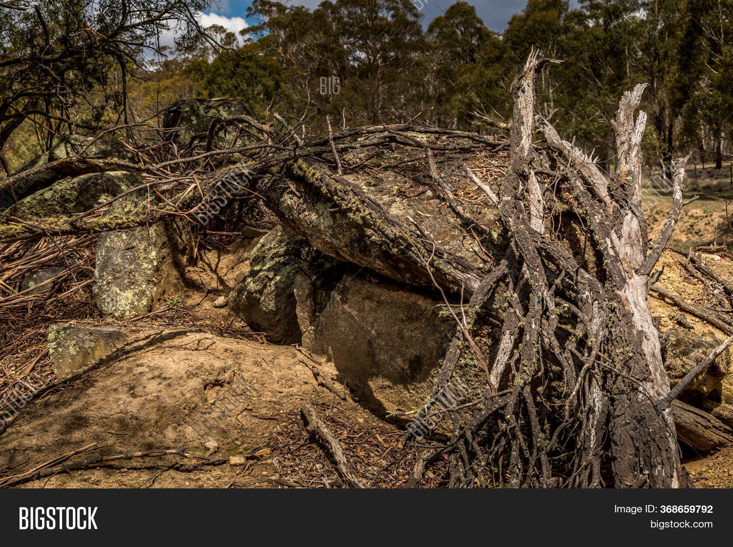 Forest Beautiful Old Image & Photo (Free Trial) | Bigstock