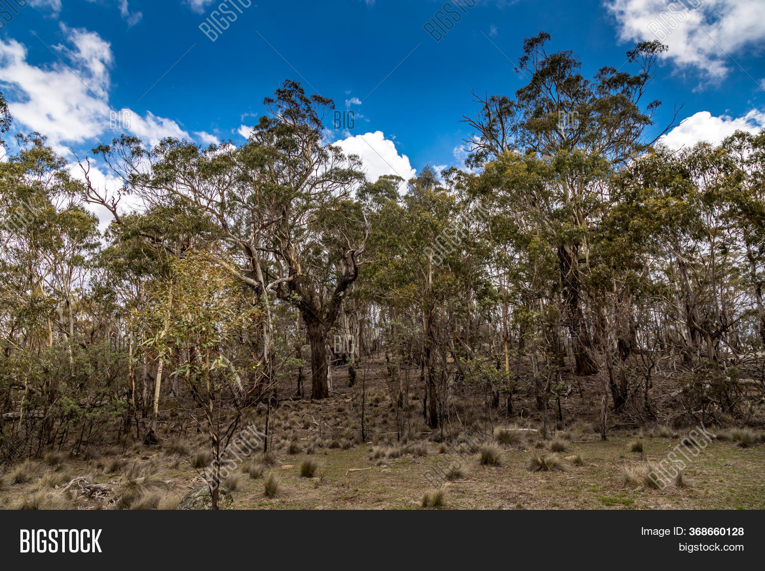 Forest Beautiful Old Image & Photo (Free Trial) | Bigstock