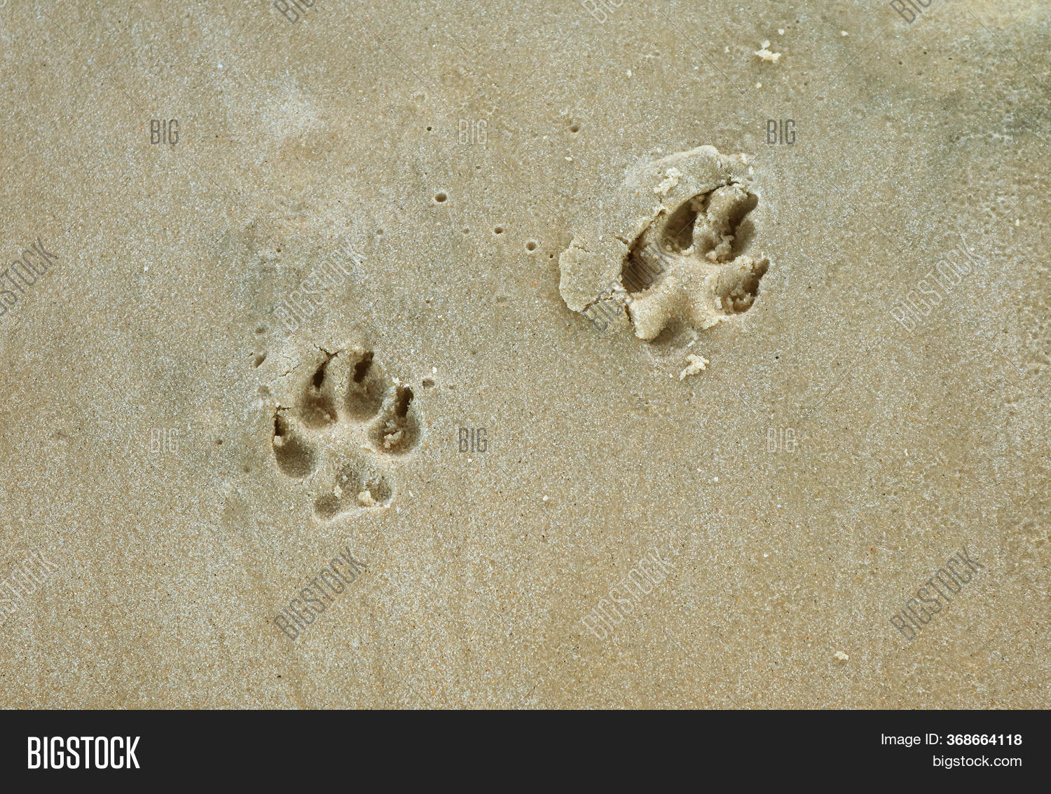 Pair Dog Footprints On Image & Photo (Free Trial) | Bigstock
