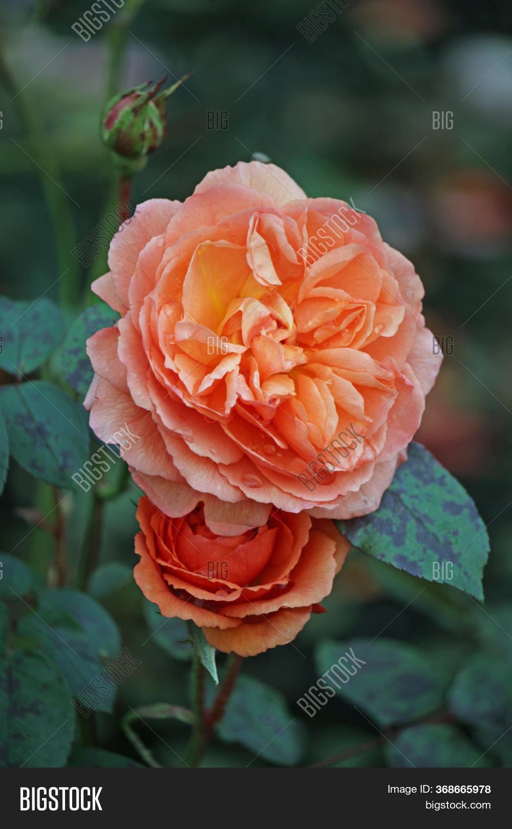 Two Orange Rose Image & Photo (Free Trial) | Bigstock