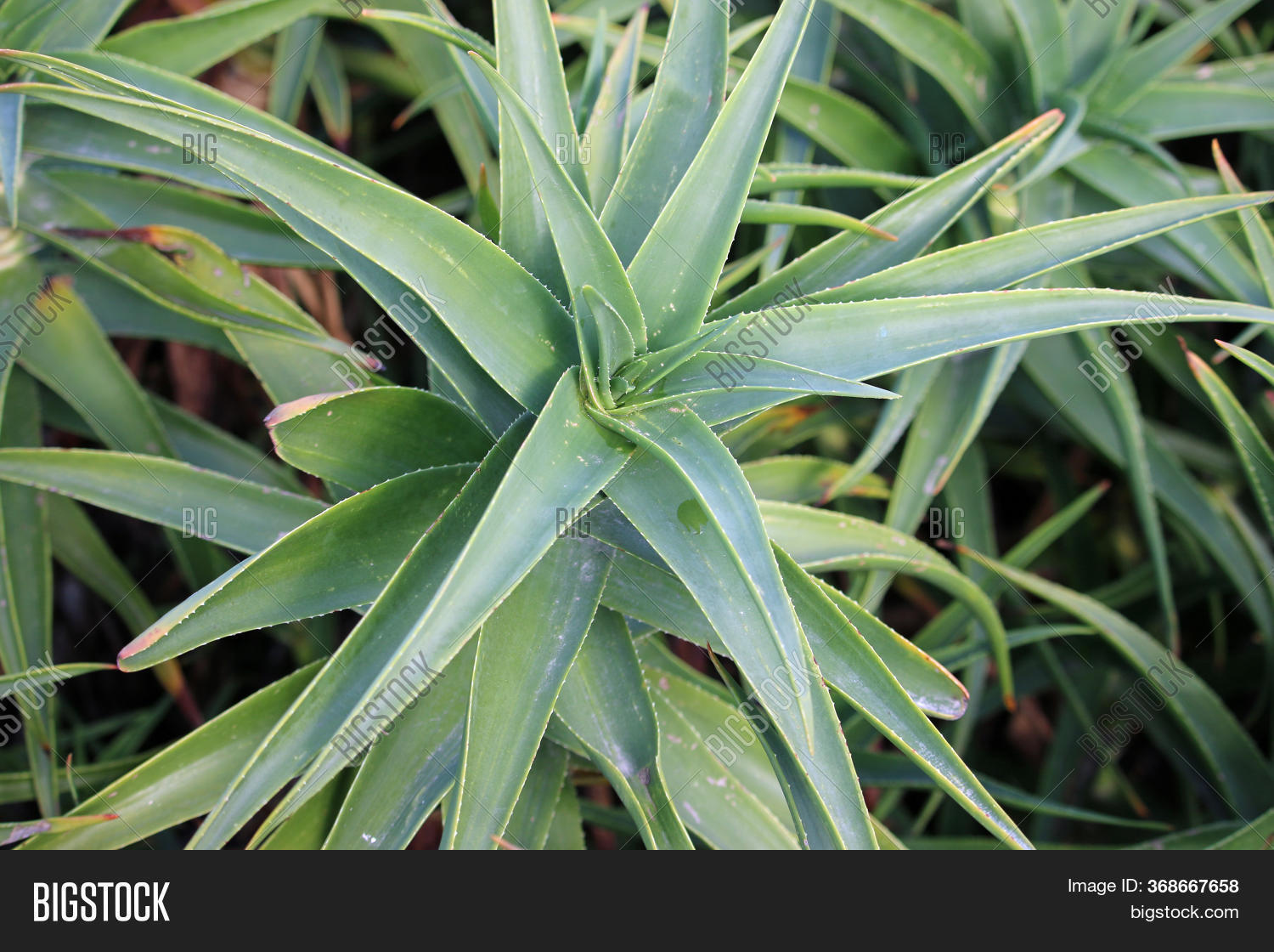 Close Rosette Leaves Image & Photo (Free Trial) | Bigstock