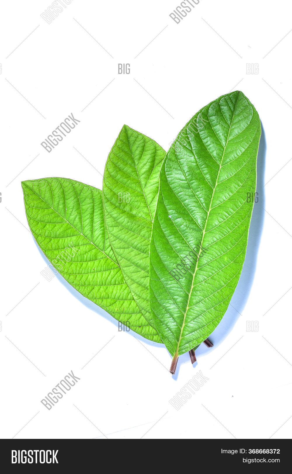 Organic Guava Leaves Image & Photo (Free Trial) | Bigstock