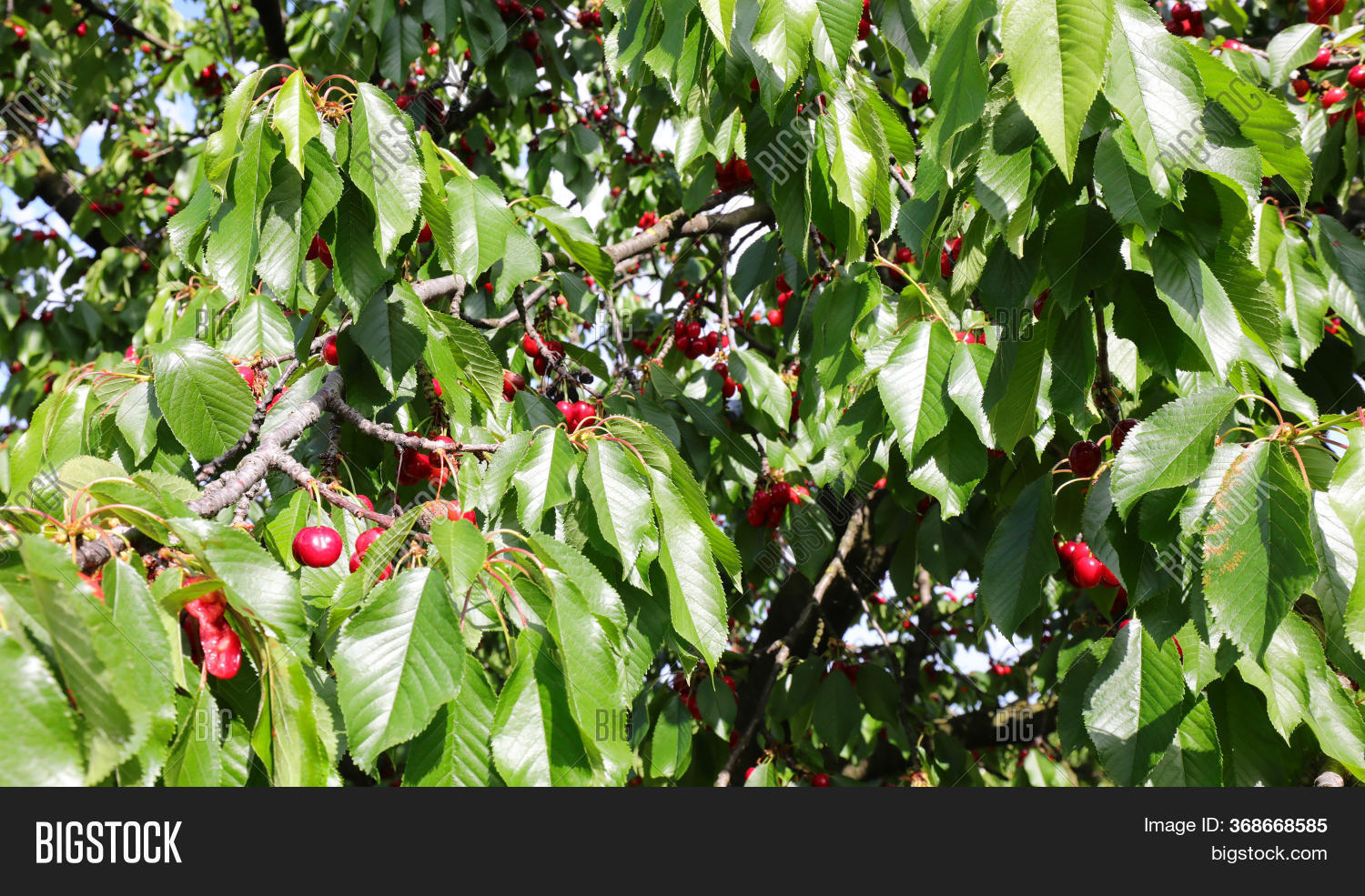 Red Cherries Cherry Image & Photo (Free Trial) | Bigstock
