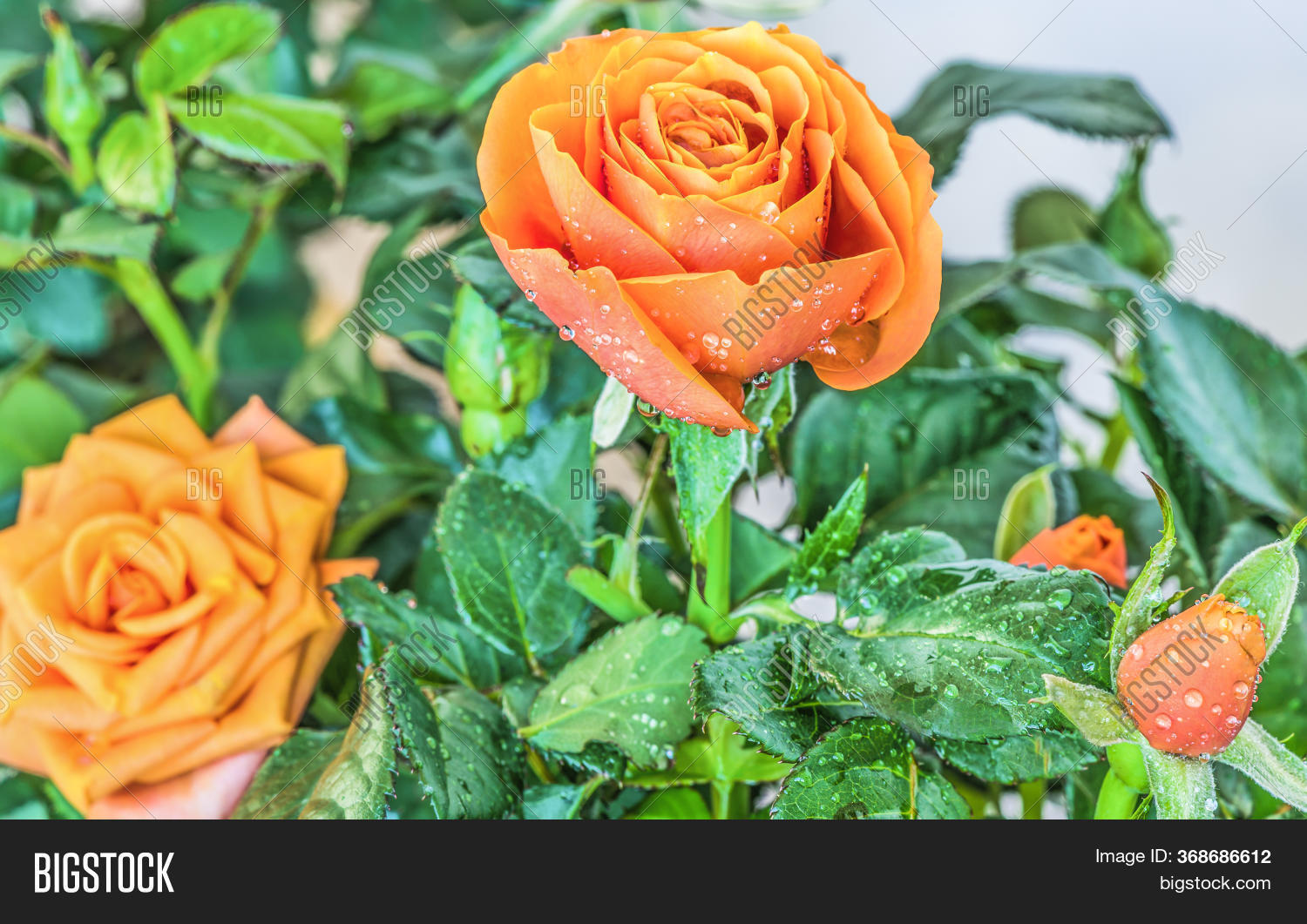 Orange Rose On Light Image & Photo (Free Trial) | Bigstock