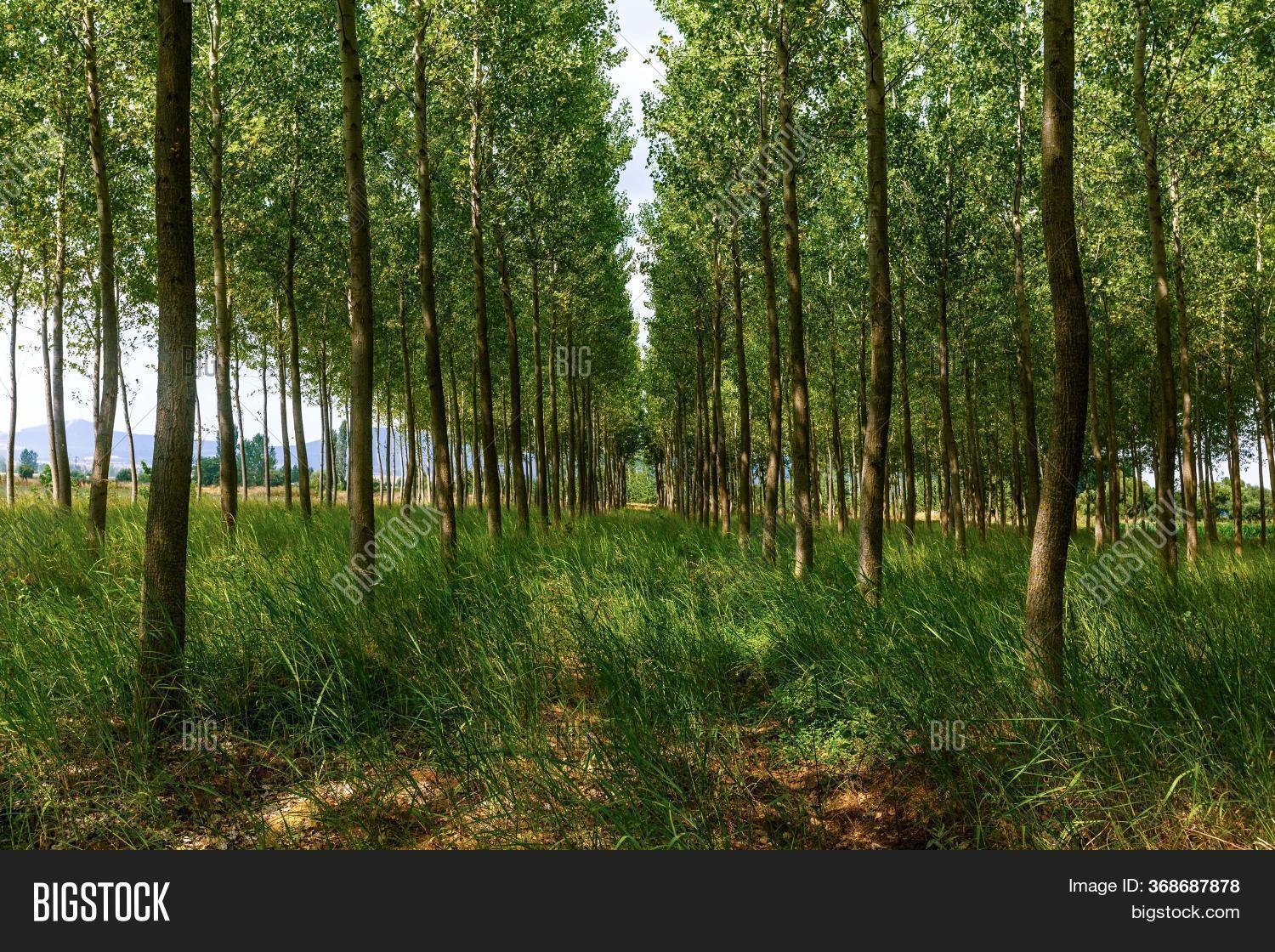 Sunny Summer Day Image & Photo (Free Trial) | Bigstock