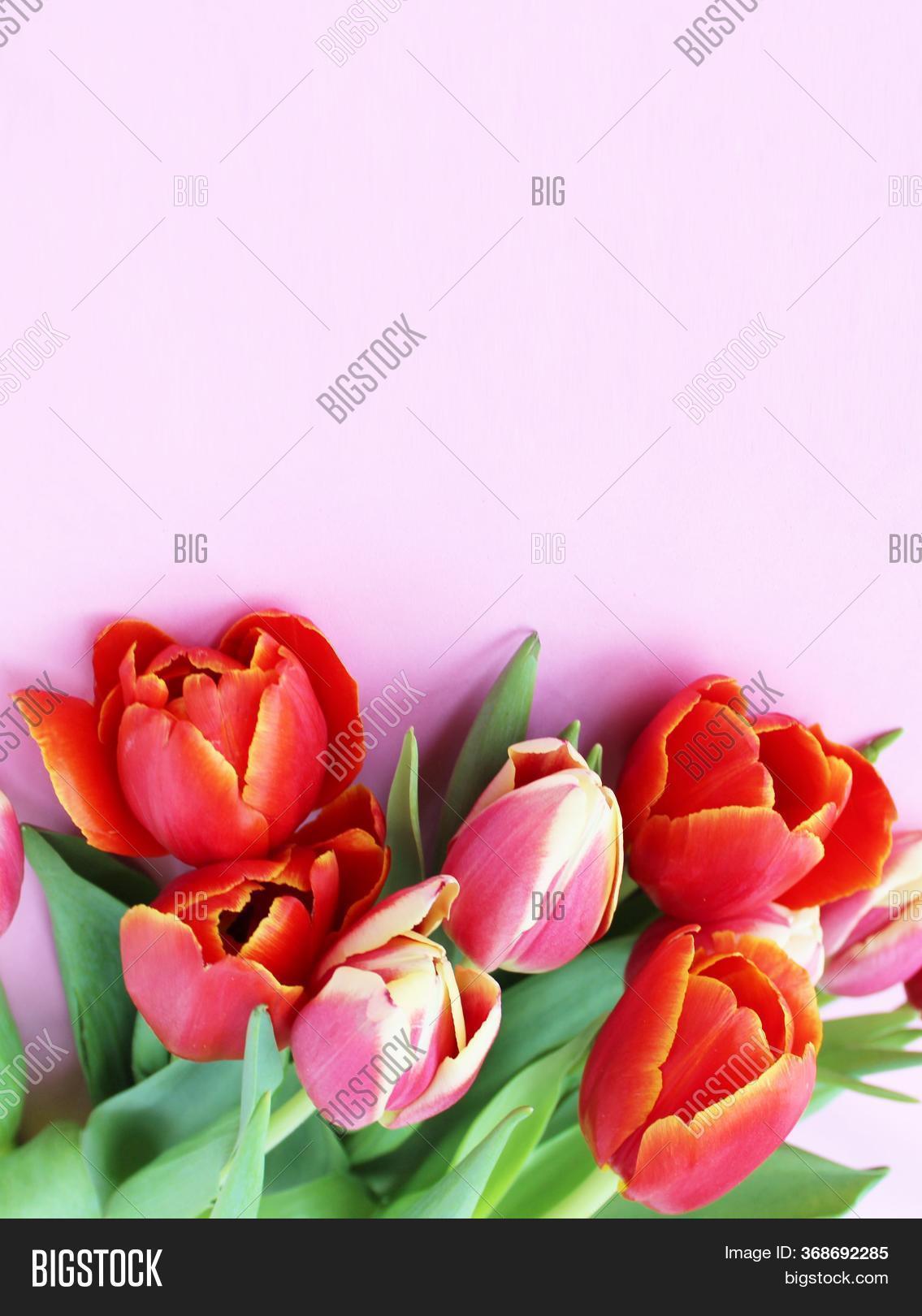 Red Pink Tulips On Image & Photo (Free Trial) | Bigstock