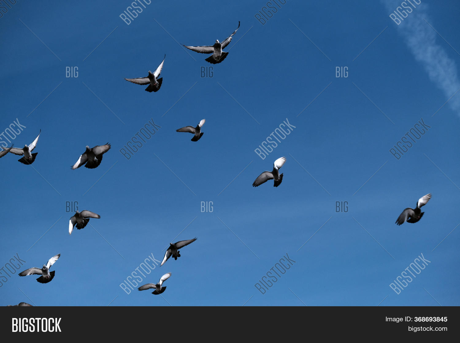 Flock Birds Swarming Image & Photo (Free Trial) | Bigstock