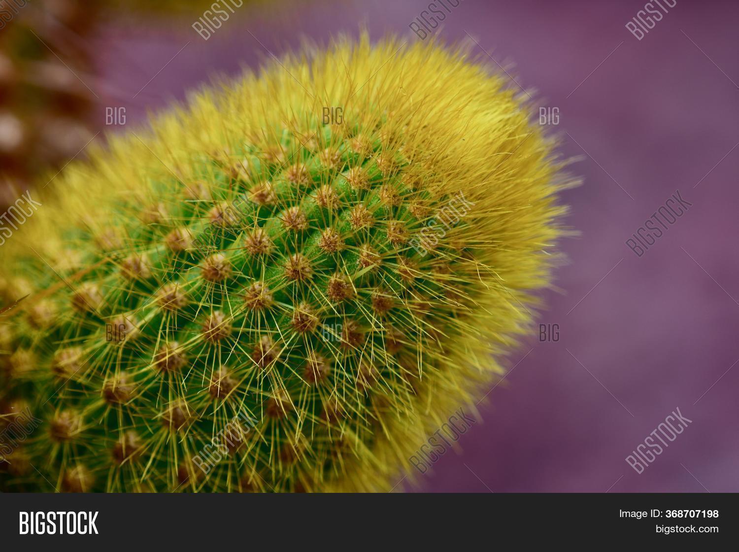 Close- Photo Cactus Image & Photo (Free Trial) | Bigstock