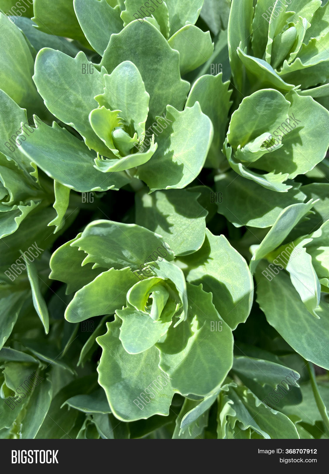 Rosetta Stonecrop, Image & Photo (Free Trial) | Bigstock