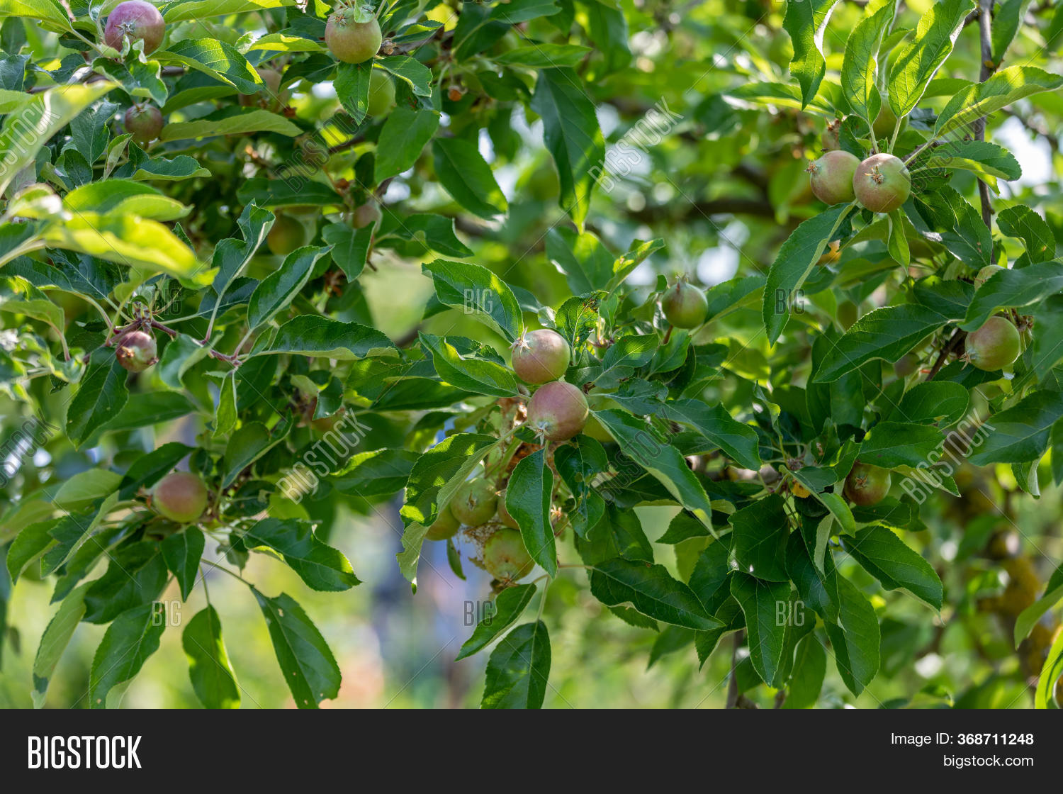 Green Immature Pears Image & Photo (Free Trial) | Bigstock