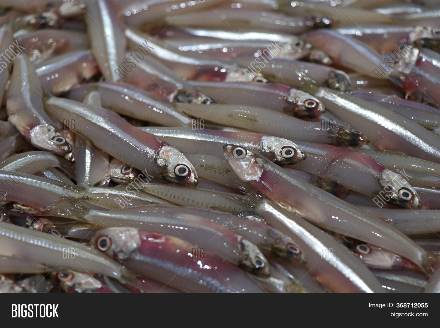 Fresh Silver Anchovy Image & Photo (Free Trial) | Bigstock