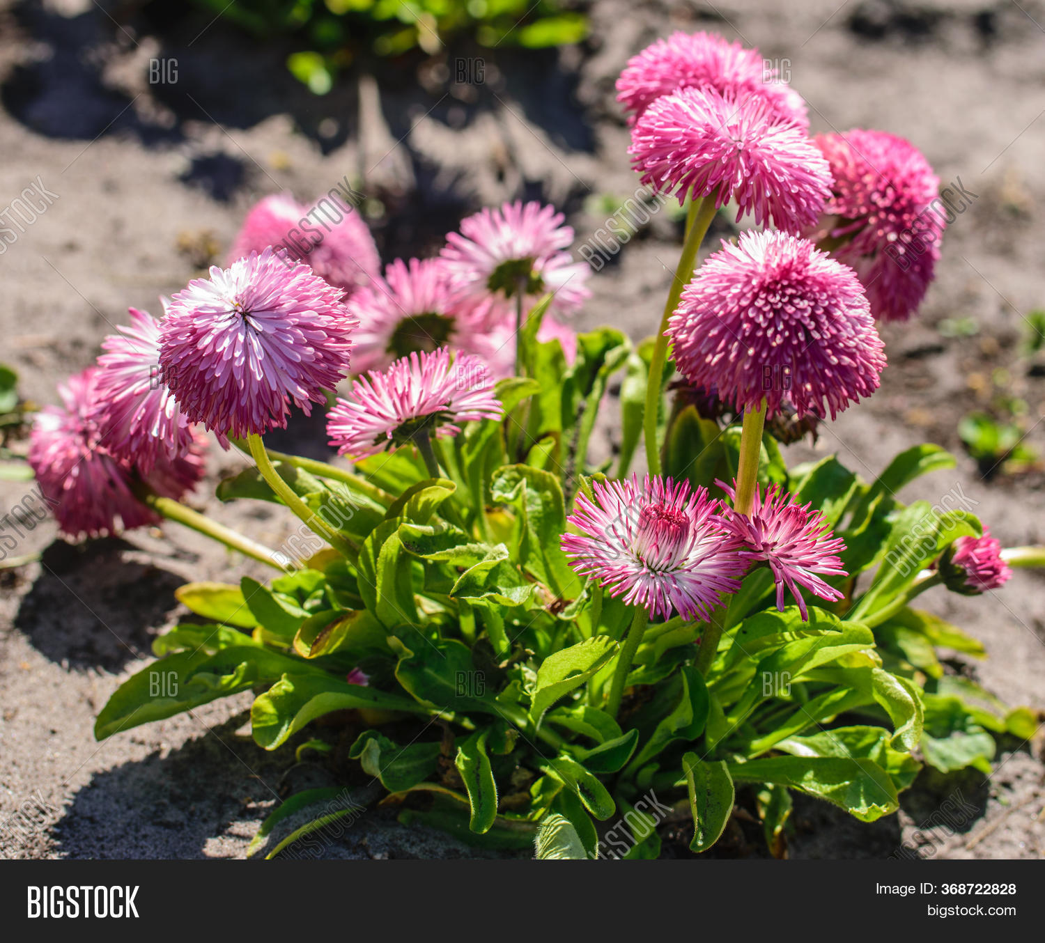 Bush Pink Daisies On Image & Photo (Free Trial) | Bigstock