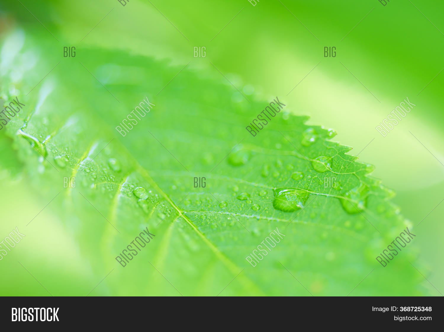 Dew Drop Morning On Image & Photo (Free Trial) | Bigstock