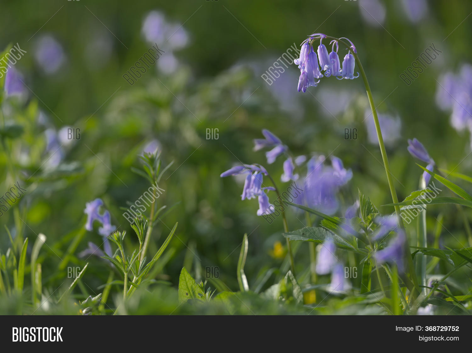 British Bluebell Close Image & Photo (Free Trial) | Bigstock