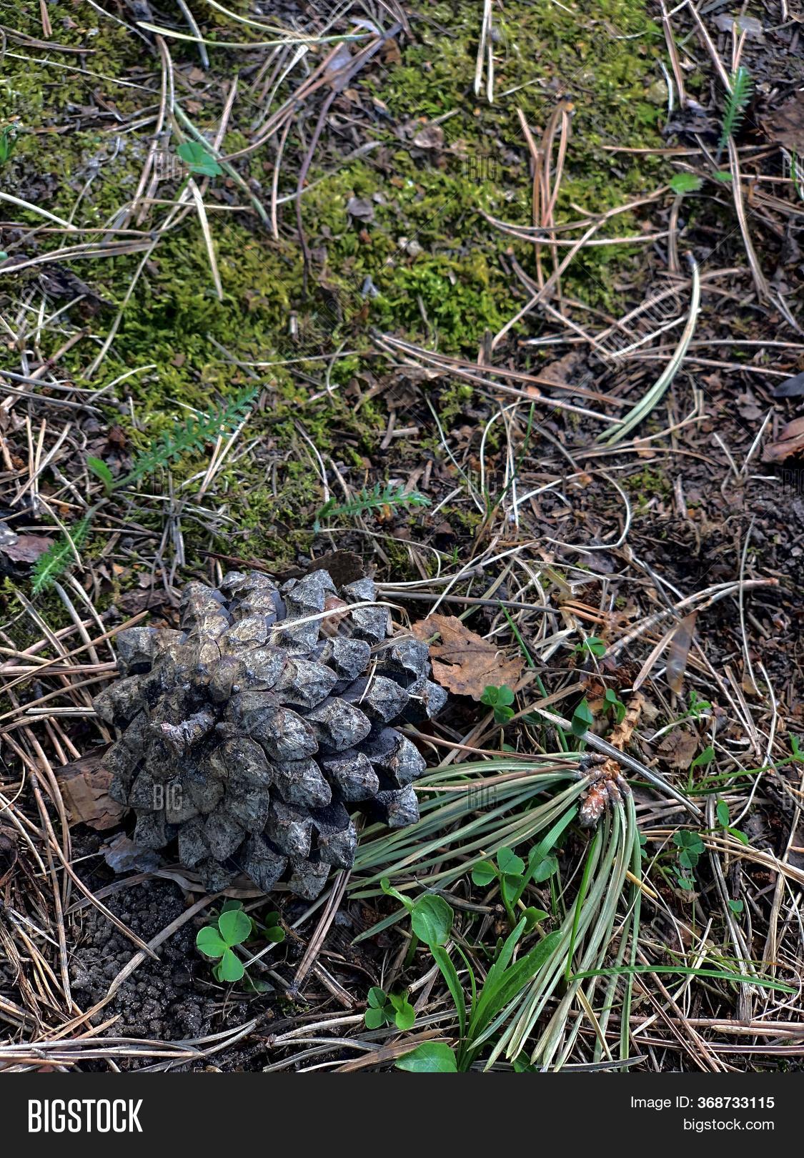 Pine Bump On Ground Image & Photo (Free Trial) | Bigstock