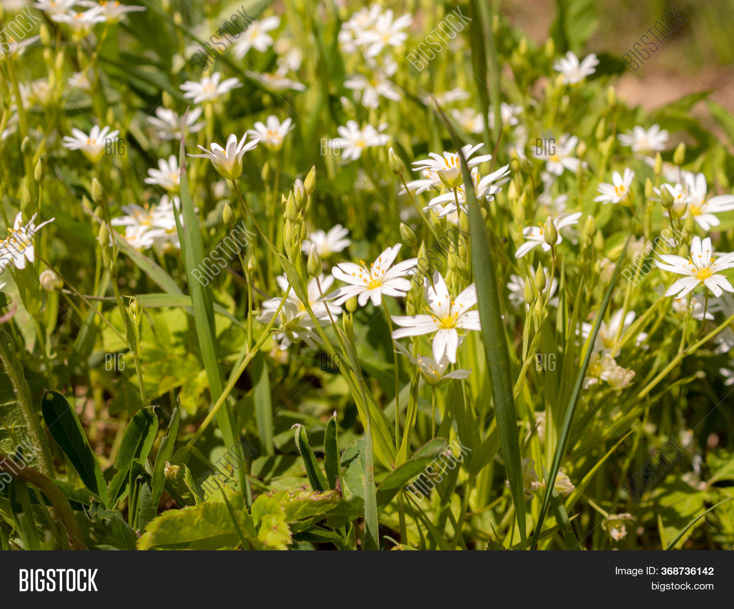 Chickweed Flowers Image & Photo (Free Trial) | Bigstock