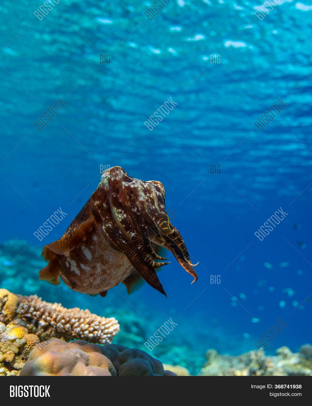 Cuttlefish On Colorful Image & Photo (Free Trial) | Bigstock