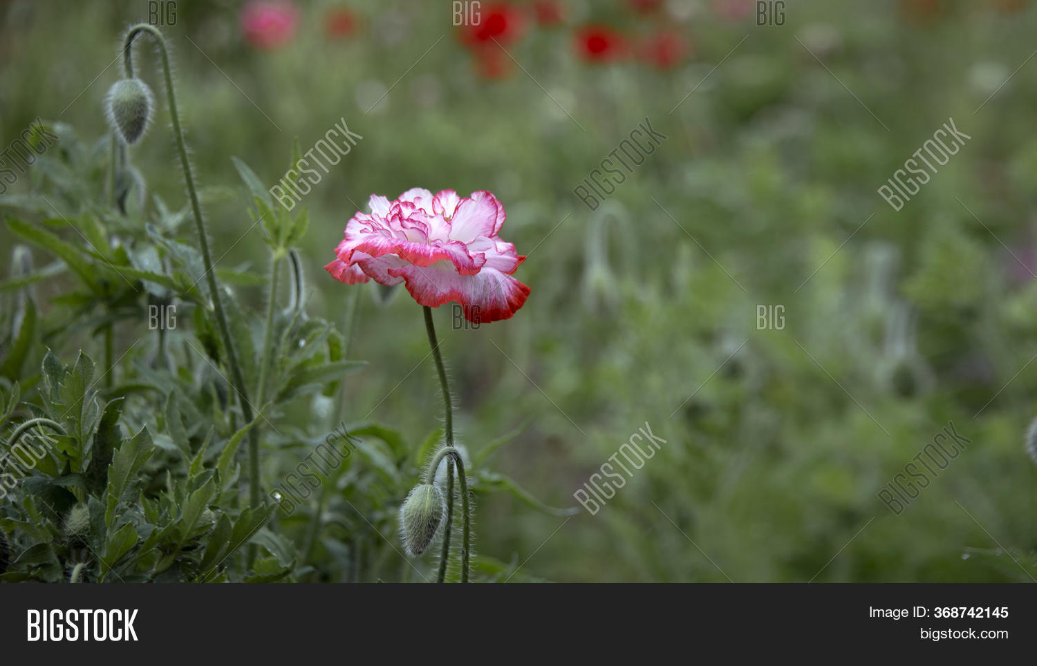 Pink Poppy.poppy Buds Image & Photo (Free Trial) | Bigstock