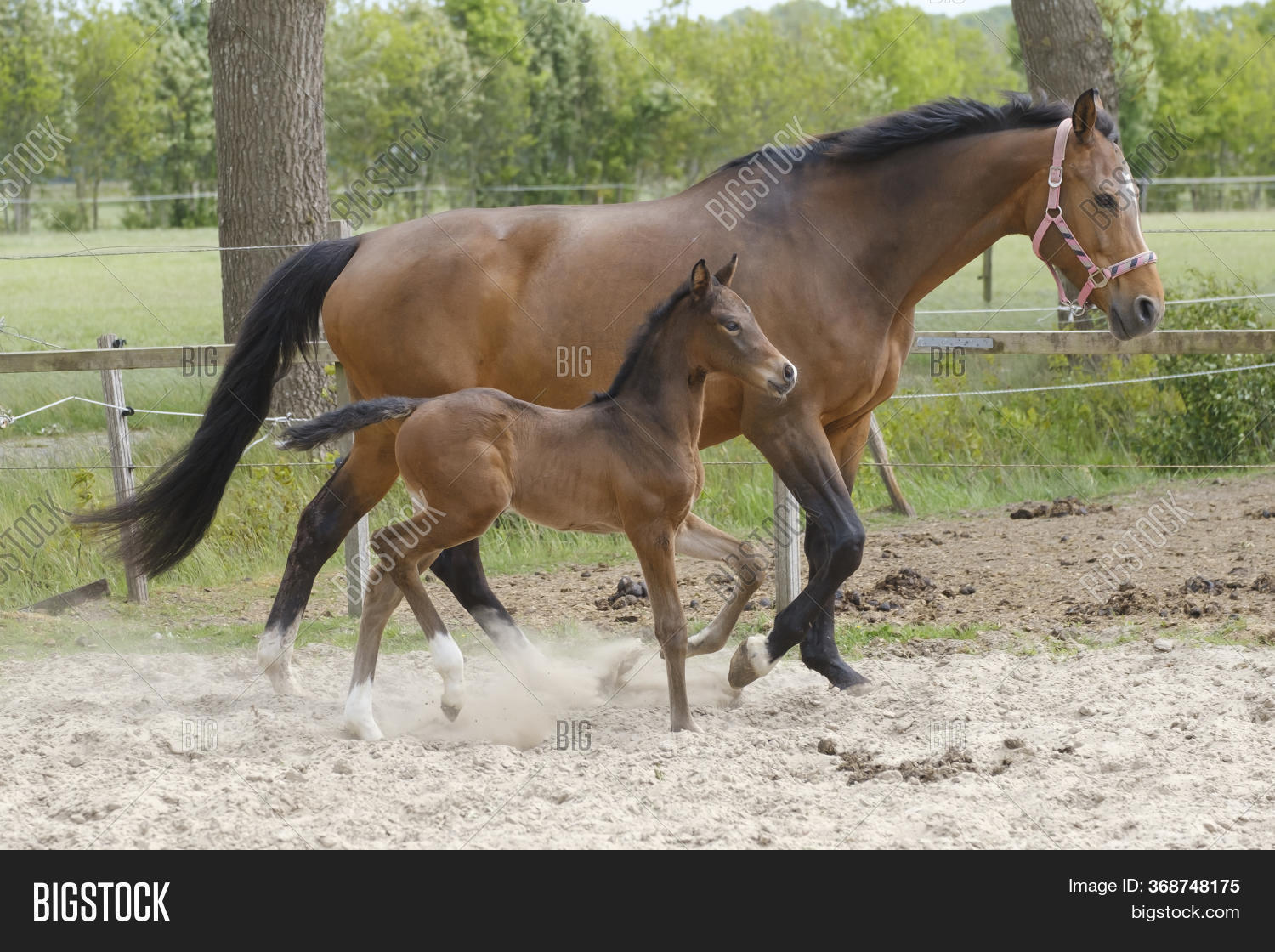 Little Brown Foal, Image & Photo (Free Trial) | Bigstock